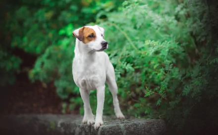 Jack Russell Terrier - Desktop Wallpapers, Phone Wallpaper, PFP, Gifs ...