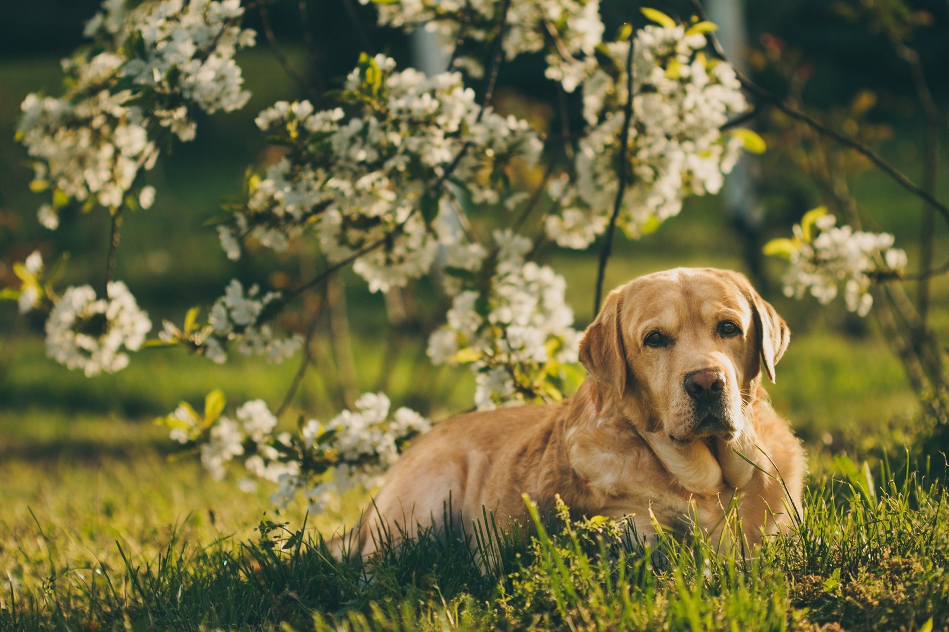 Download Blossom Spring Dog Animal Golden Retriever HD Wallpaper