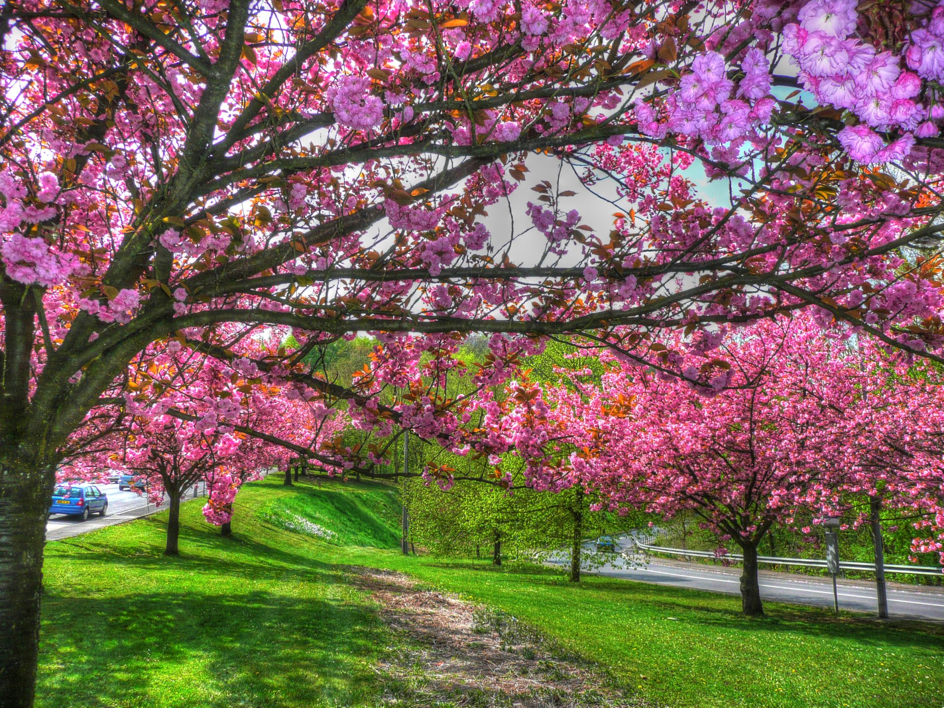 Beautiful Spring Trees Wallpaper