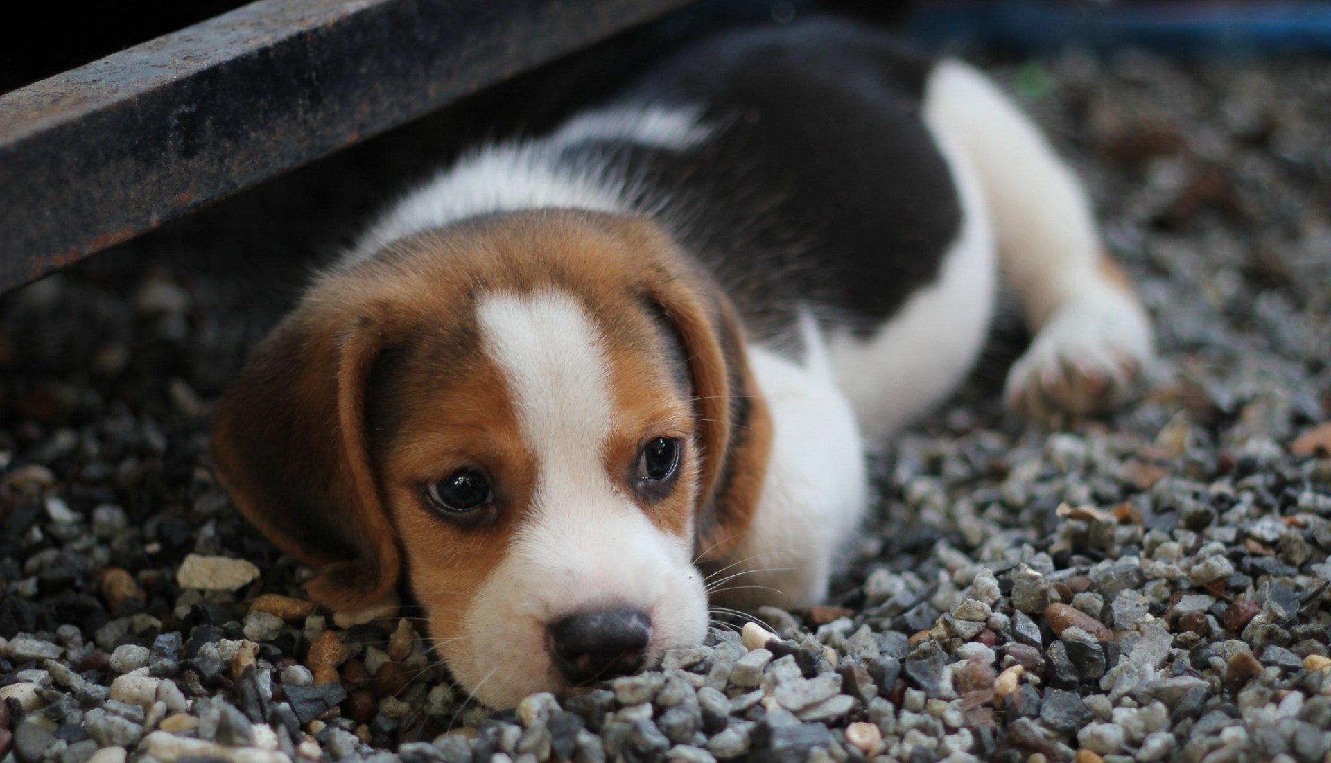 Download Puppy Baby Animal Dog Animal Beagle HD Wallpaper
