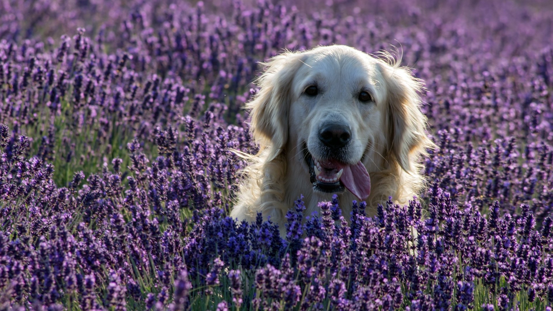 Download Purple Flower Lavender Dog Animal Golden Retriever HD Wallpaper