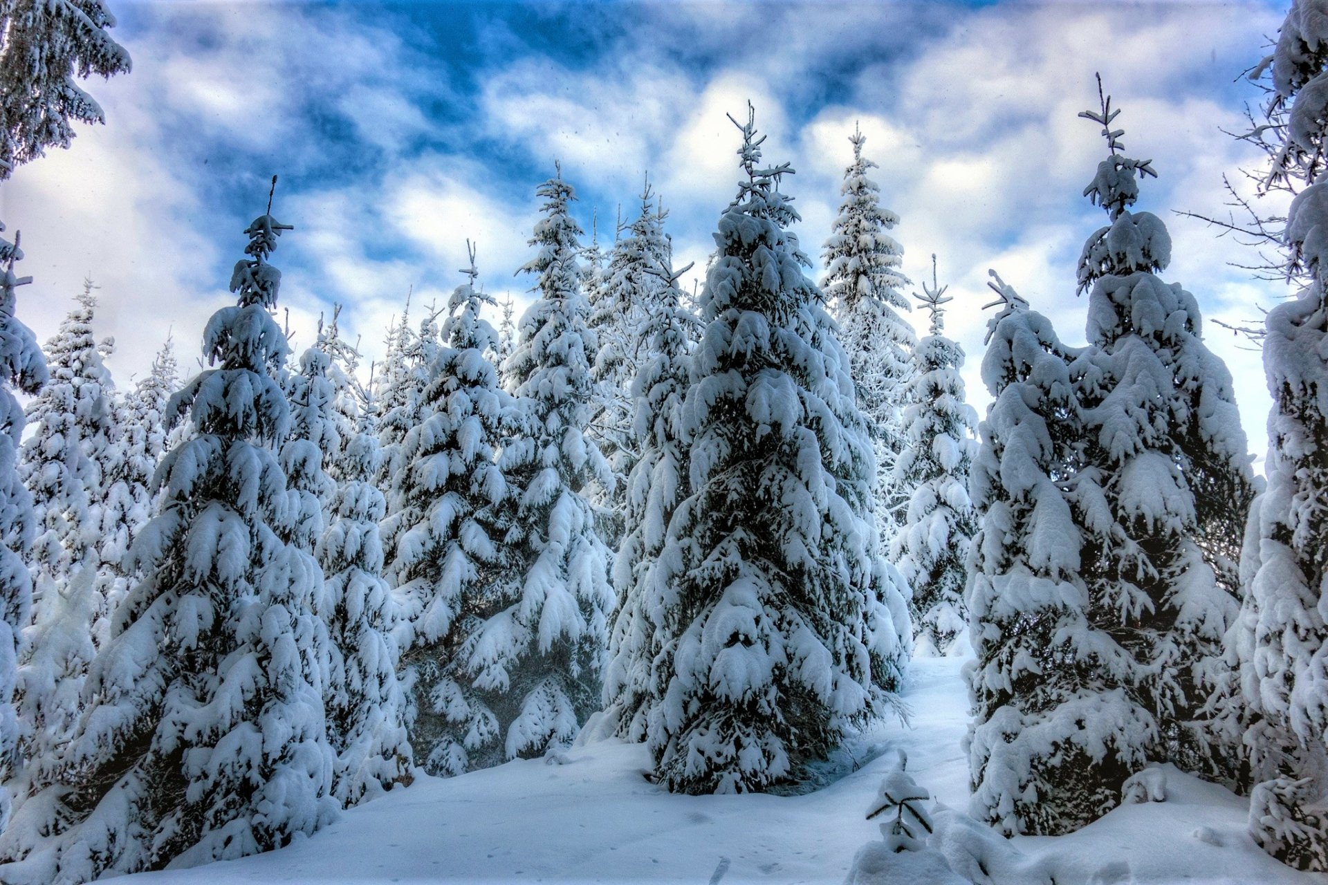 Winter Wonderland: Snow-Covered Pine Forest HD Wallpaper