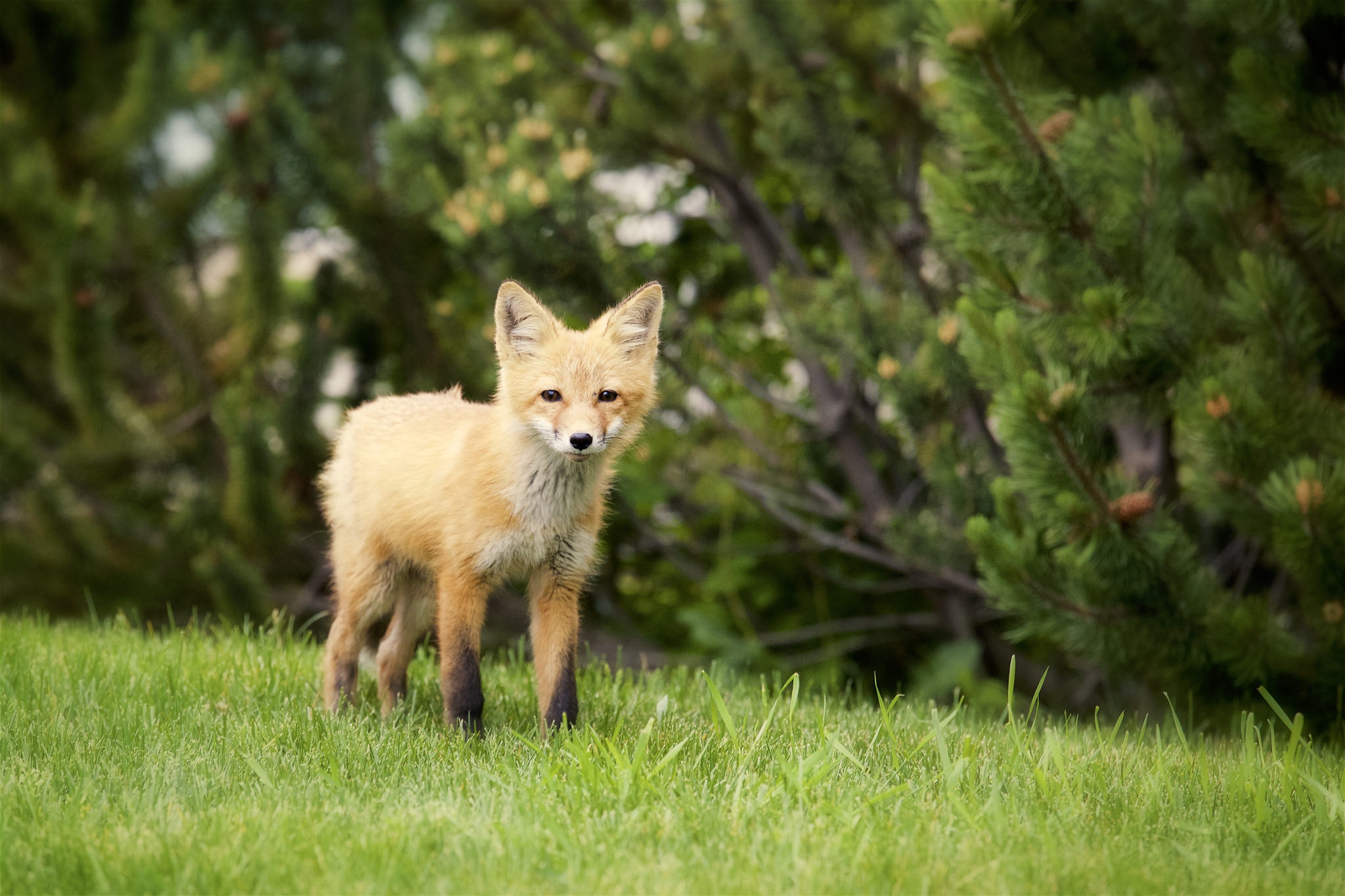Download Stare Animal Fox HD Wallpaper