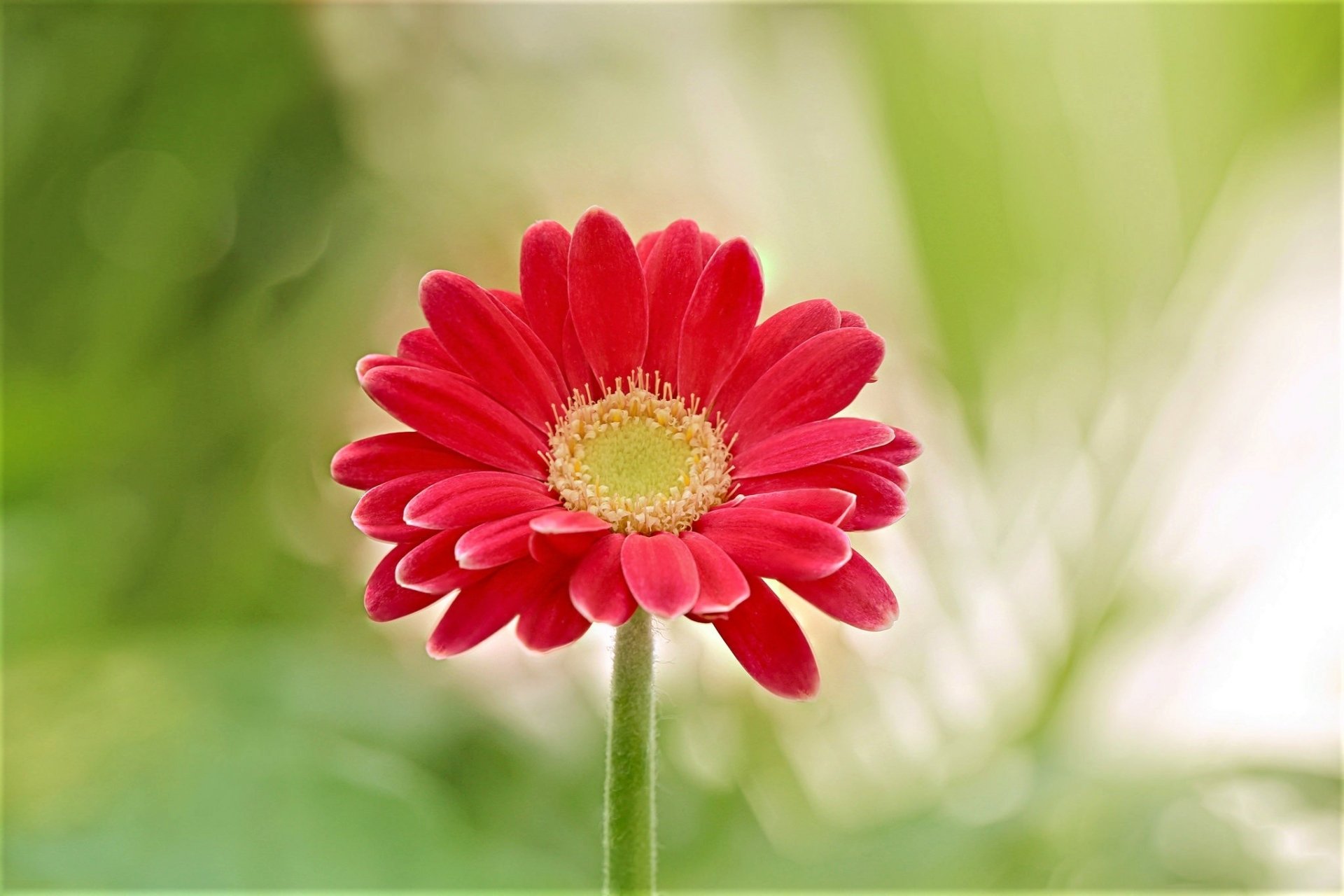 Download Red Flower Daisy Flower Nature Gerbera HD Wallpaper