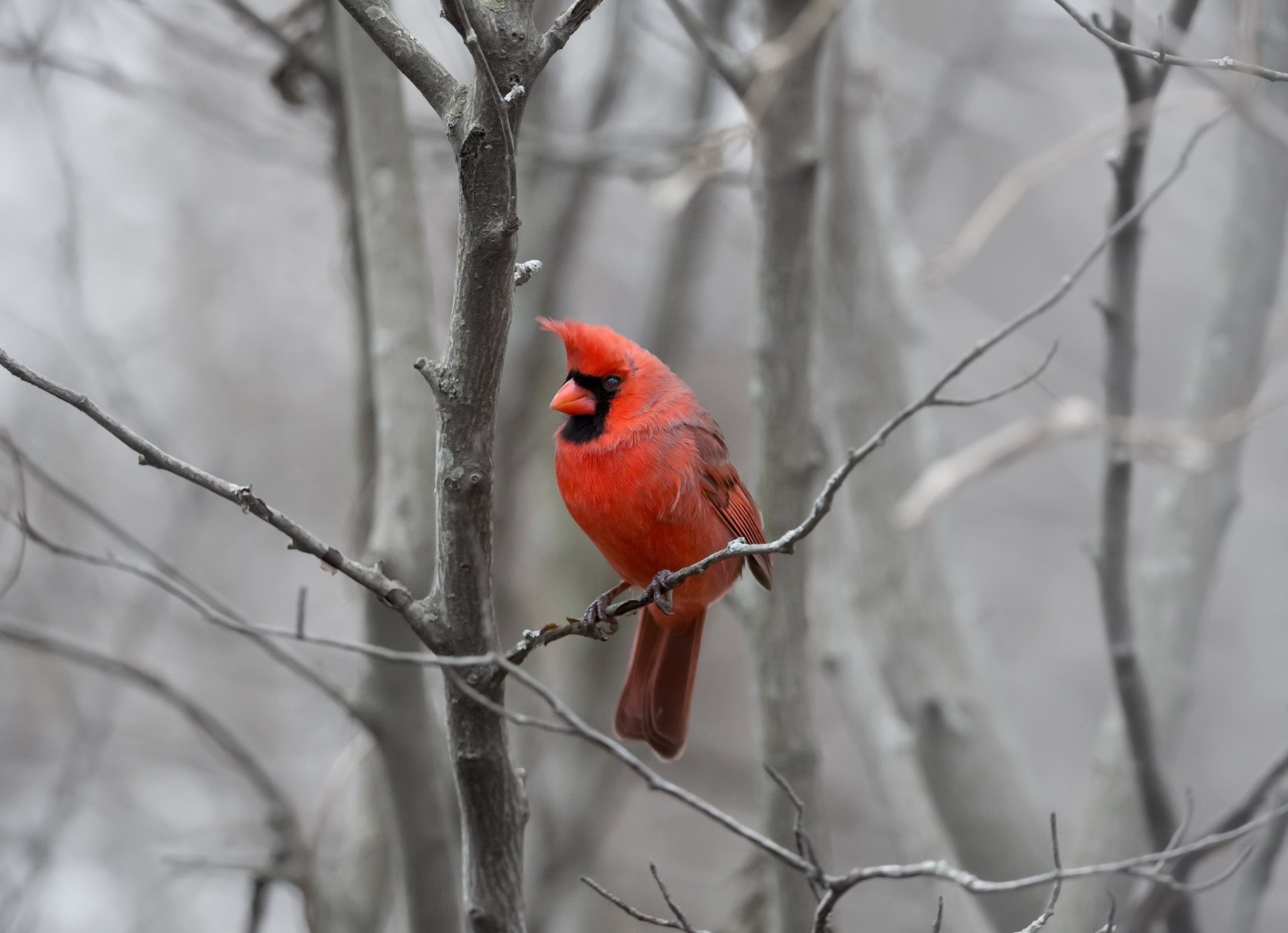 Download Bird Animal Cardinal HD Wallpaper