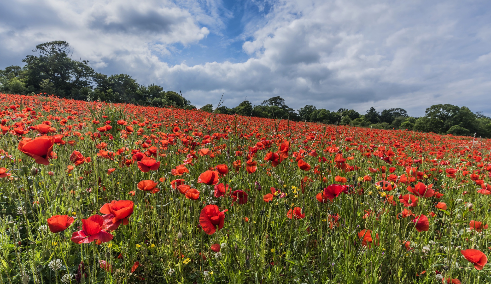 Download Field Red Flower Summer Flower Nature Poppy HD Wallpaper
