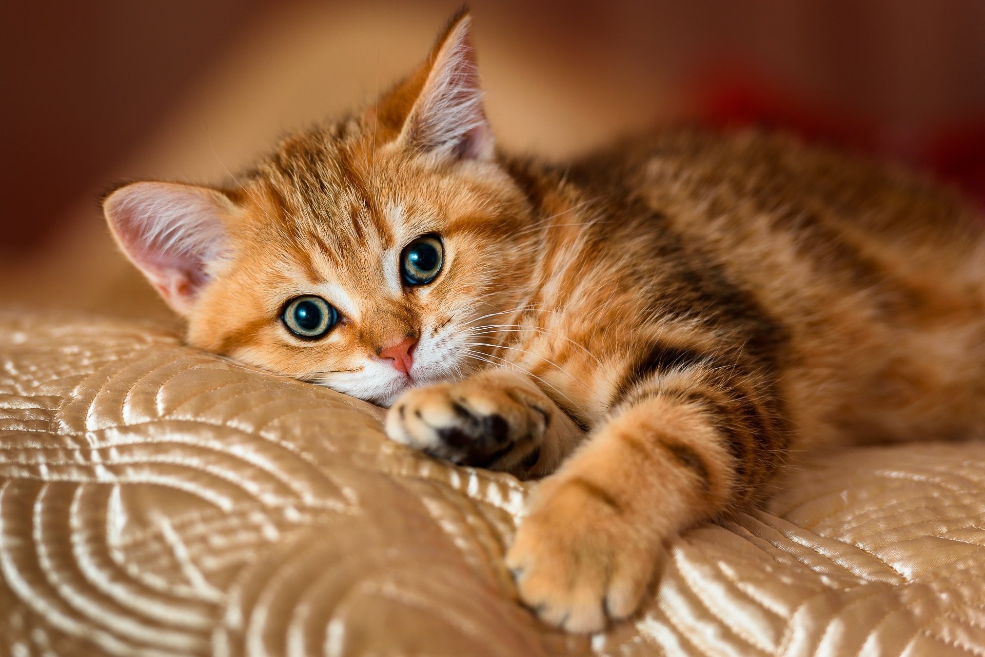Majestic Cat Stare – HD Animal Wallpaper | 1920x1281 | Wallpaper Abyss