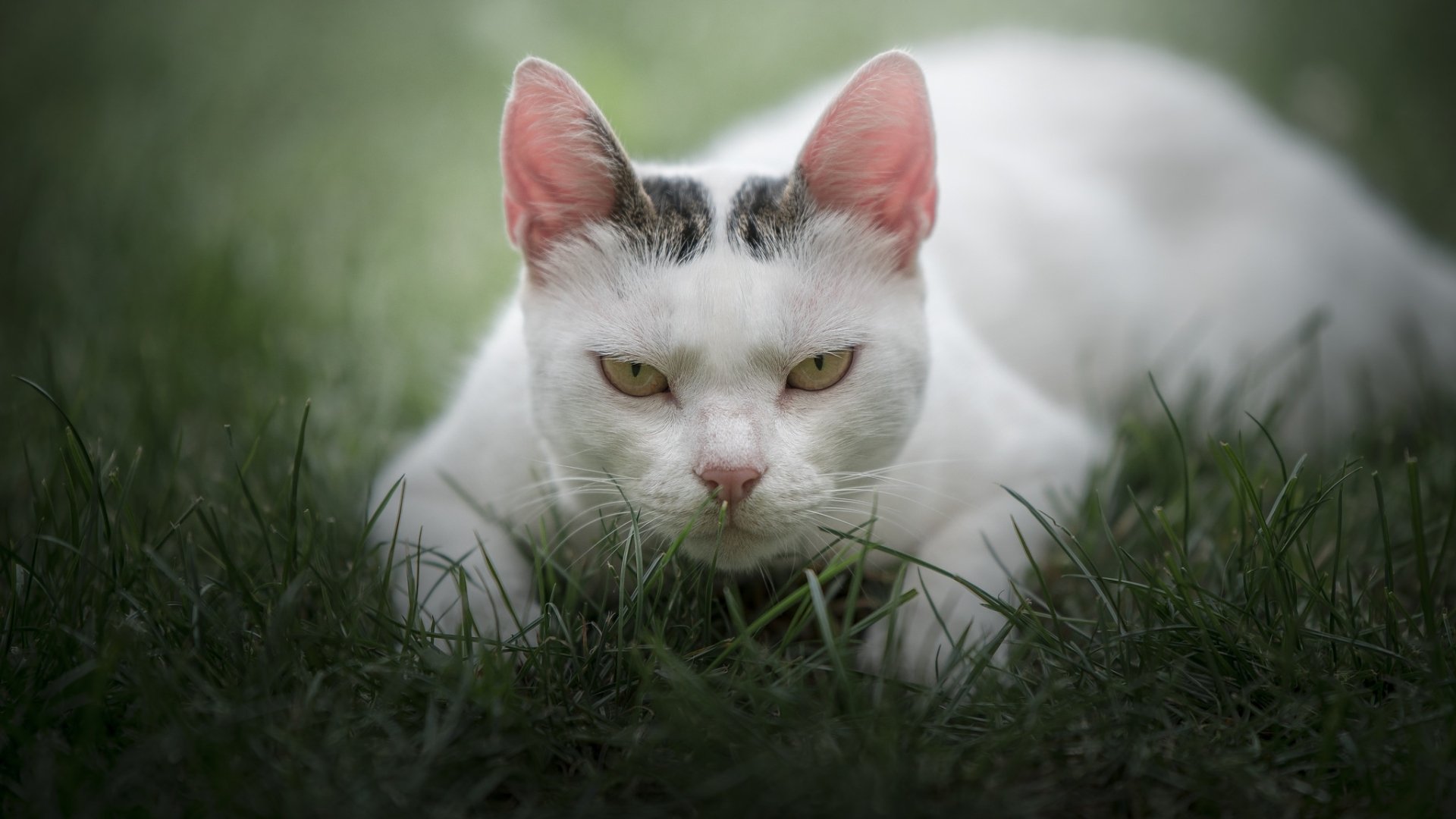 Intense Stare: HD Cat Wallpaper Close-Up