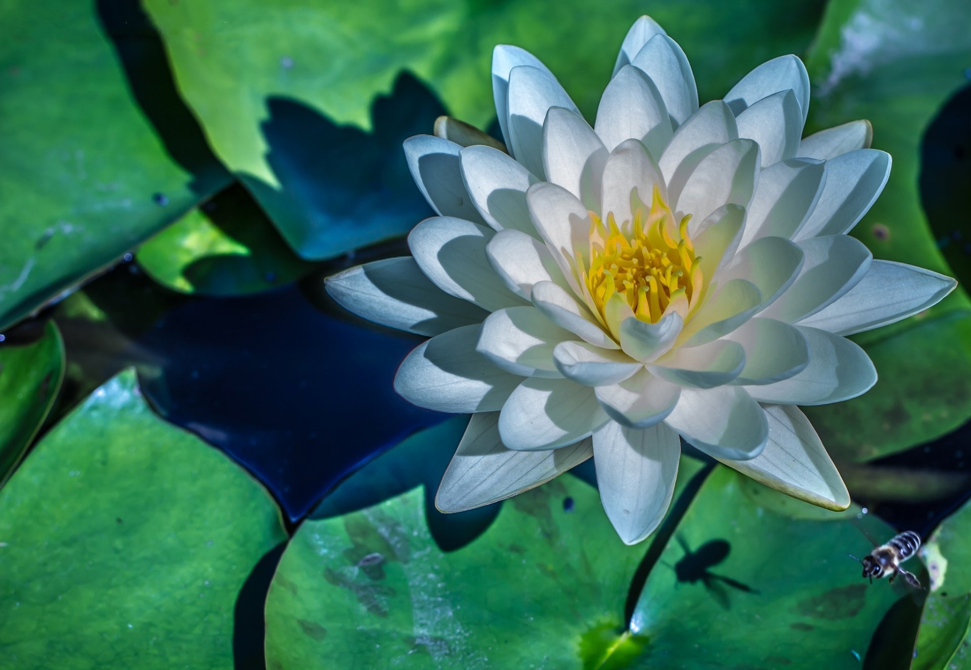 Download White Flower Flower Close-up Nature Lotus HD Wallpaper