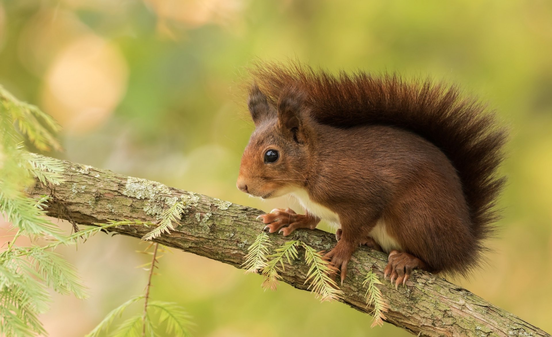 Download Rodent Animal Squirrel HD Wallpaper