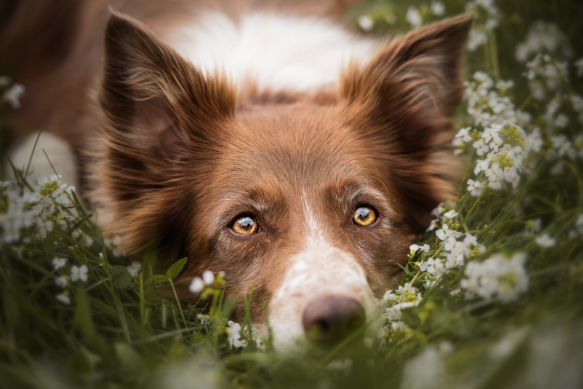 Download Stare Dog Animal Border Collie HD Wallpaper