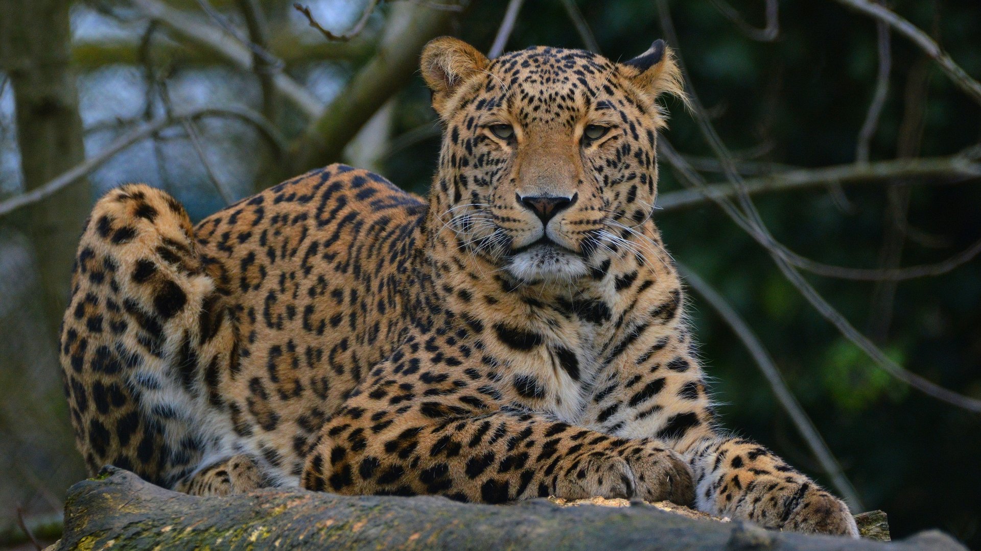 Download Animal Leopard 4k Ultra HD Wallpaper