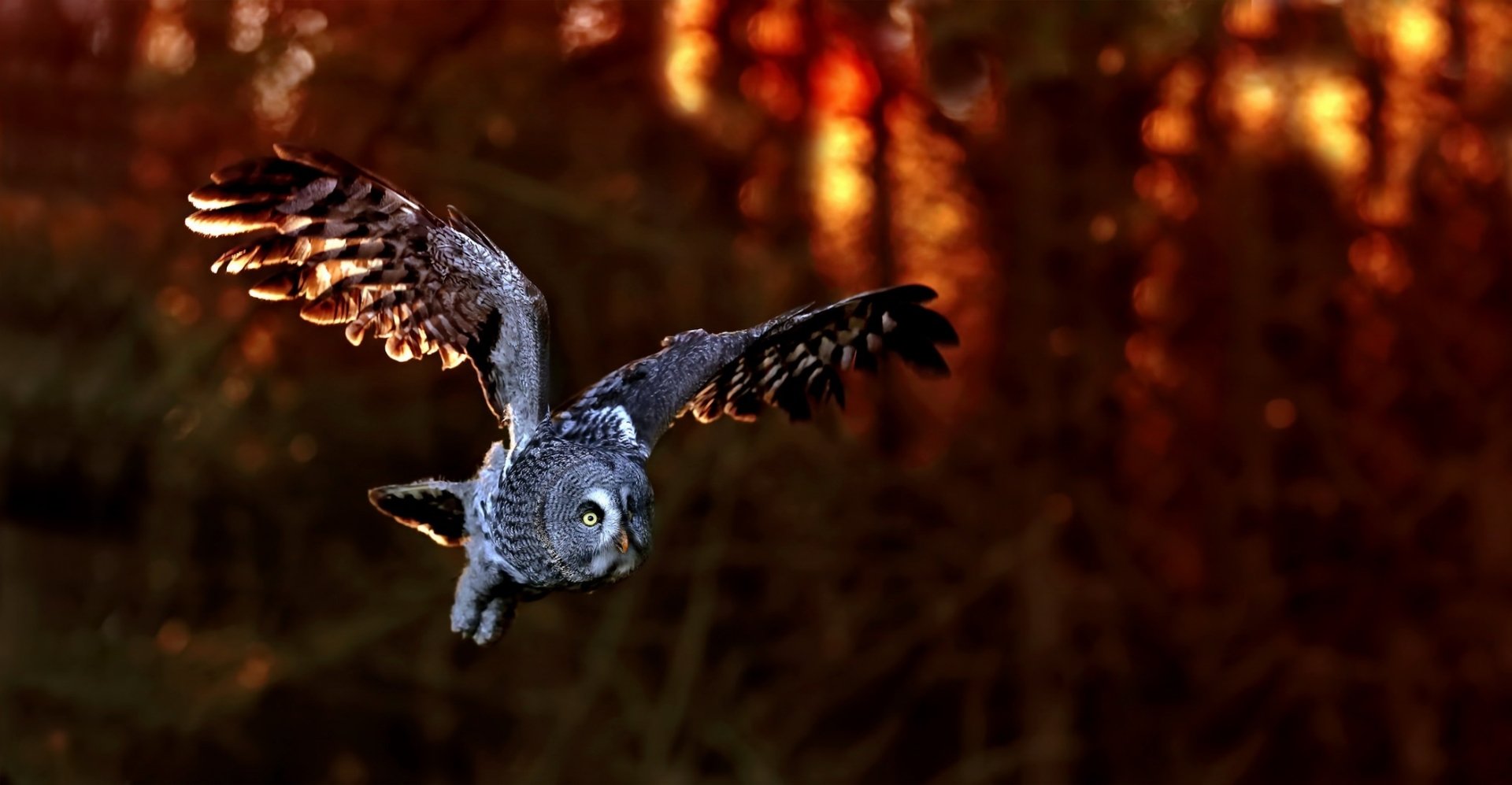 Majestic Great Grey Owl in Flight – HD Animal Wallpaper