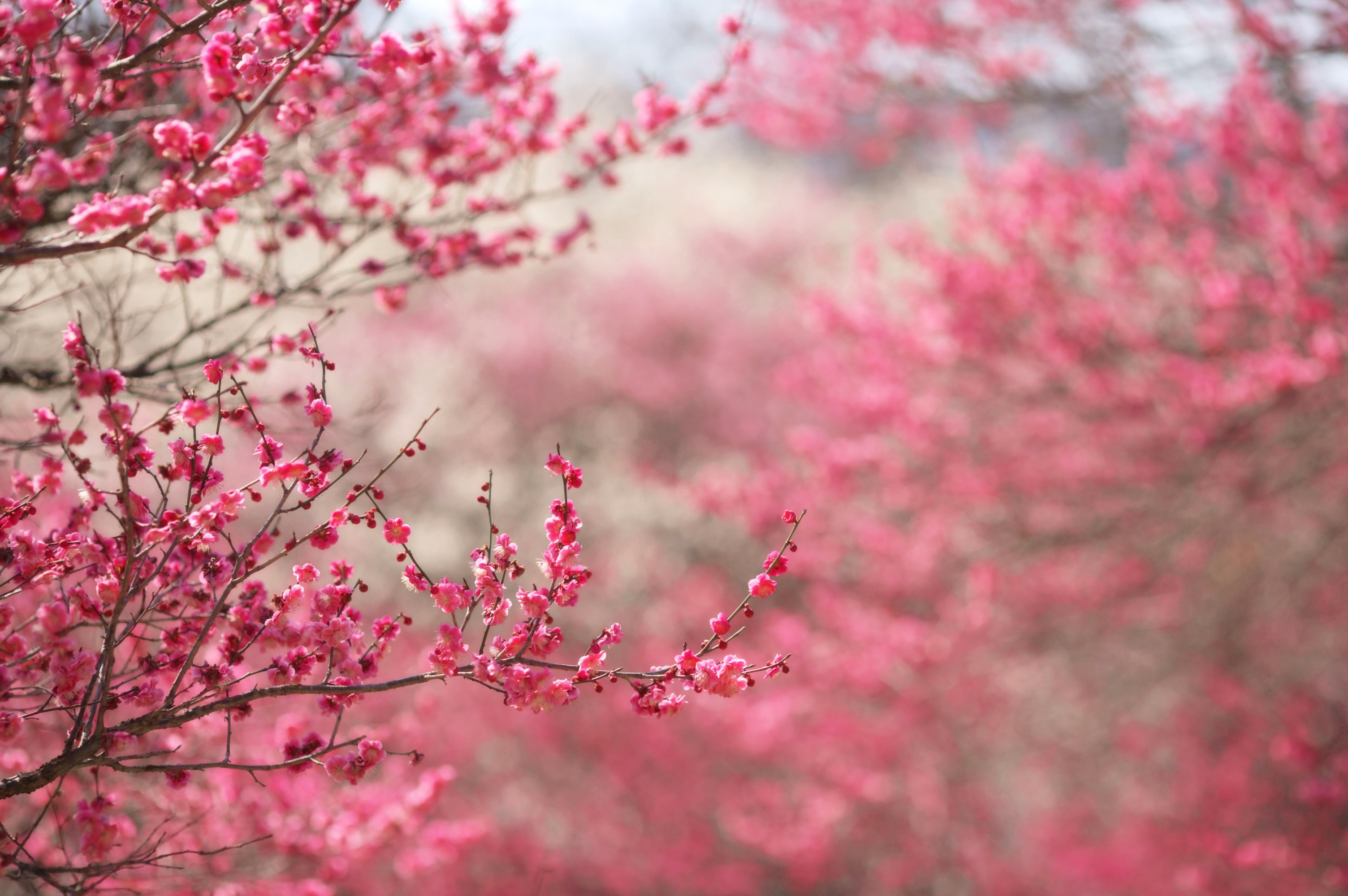 HD Cherry Blossom Dream: Pink Flowers in Full Bloom