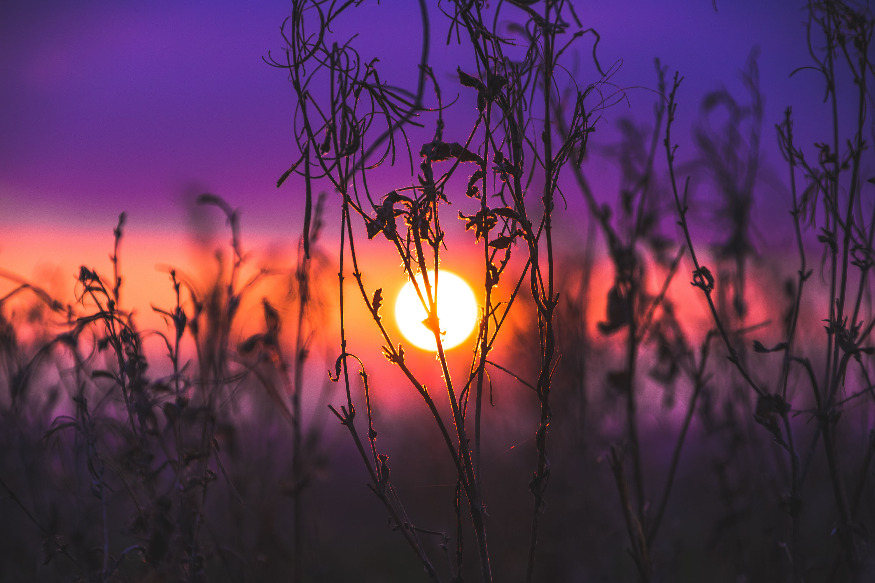 Download Plant Nature Sunset HD Wallpaper