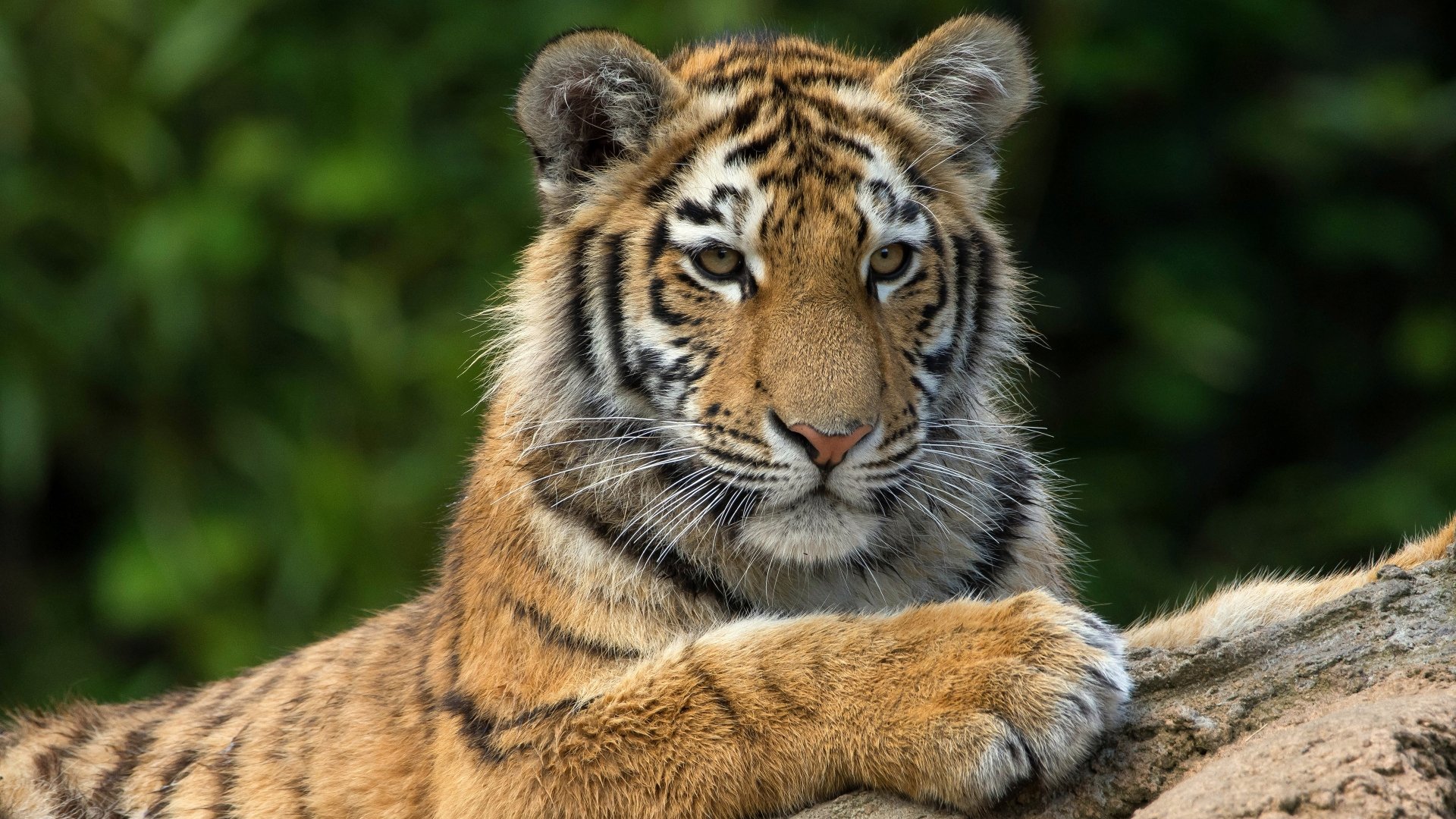 Majestic Tiger Cub in Stunning 4K Ultra HD Wallpaper | 3840x2160 ...
