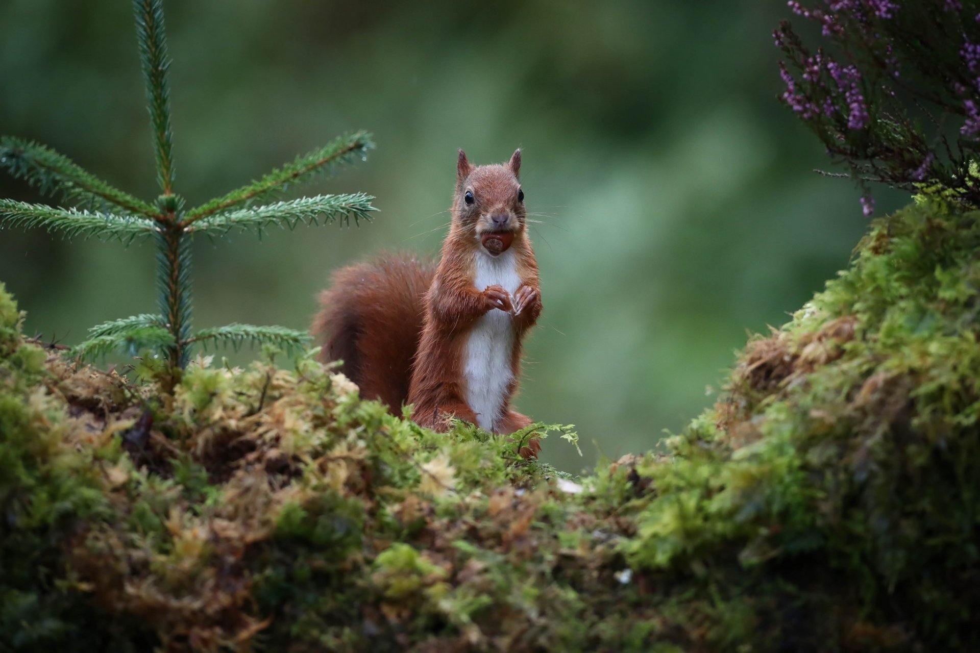 Download Stare Rodent Animal Squirrel HD Wallpaper