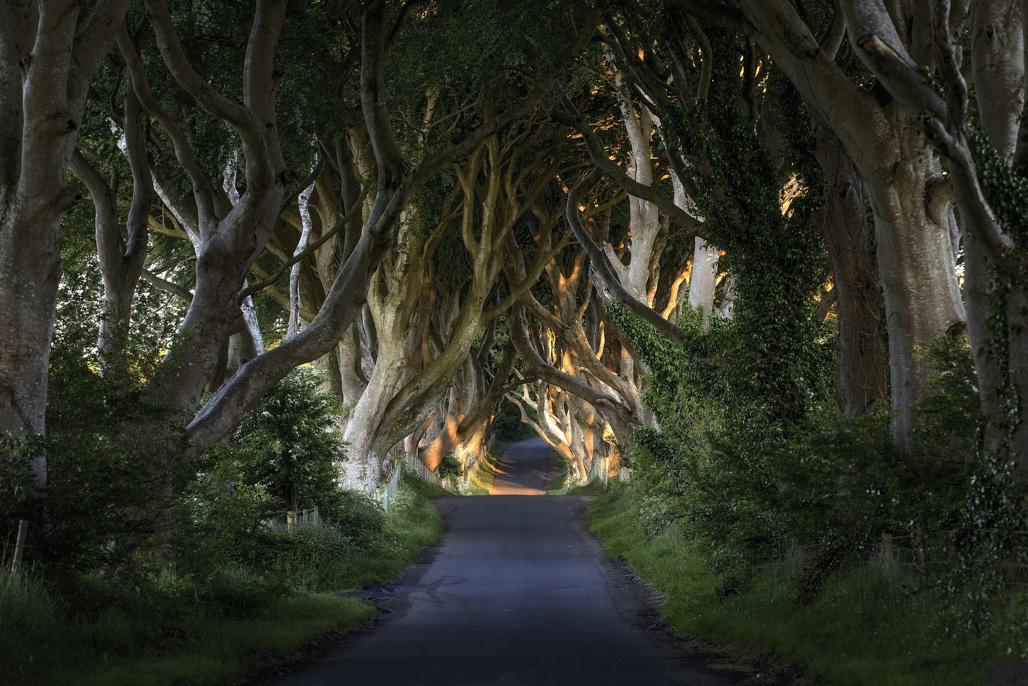 Download Tree Nature Man Made Road HD Wallpaper
