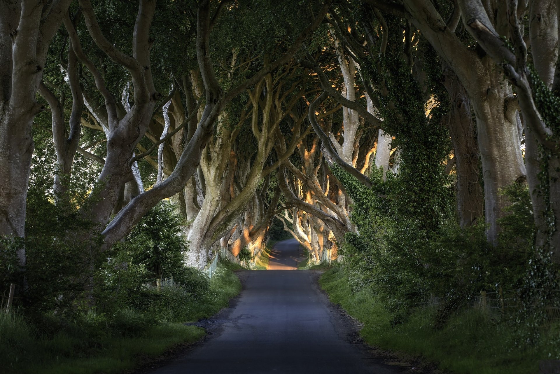 Download Tree Nature Man Made Road HD Wallpaper | 2048x1367 | Wallpaper ...