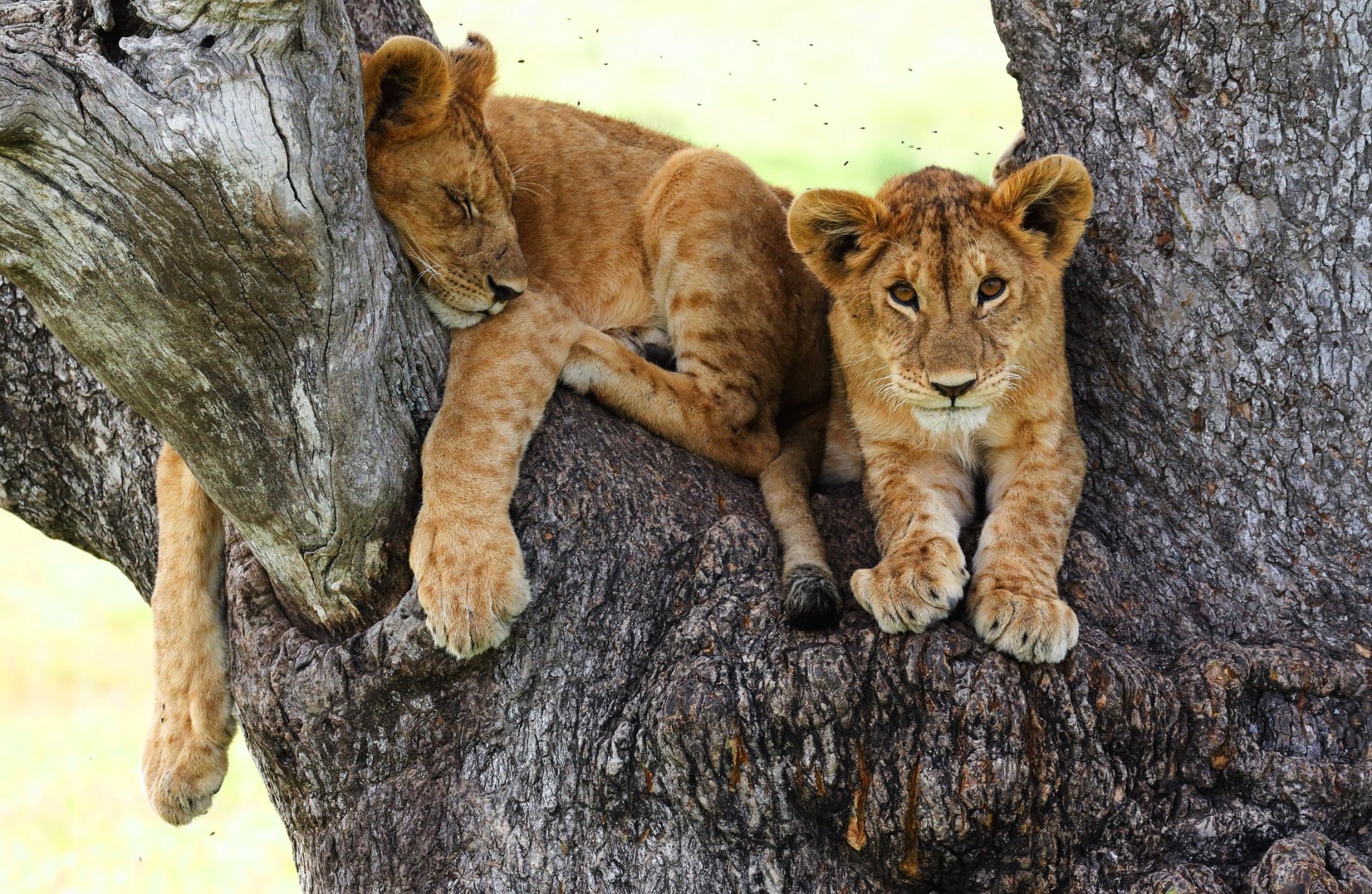 Majestic Lion Cubs in HD – Nature’s Adorable Baby Animals Wallpaper ...