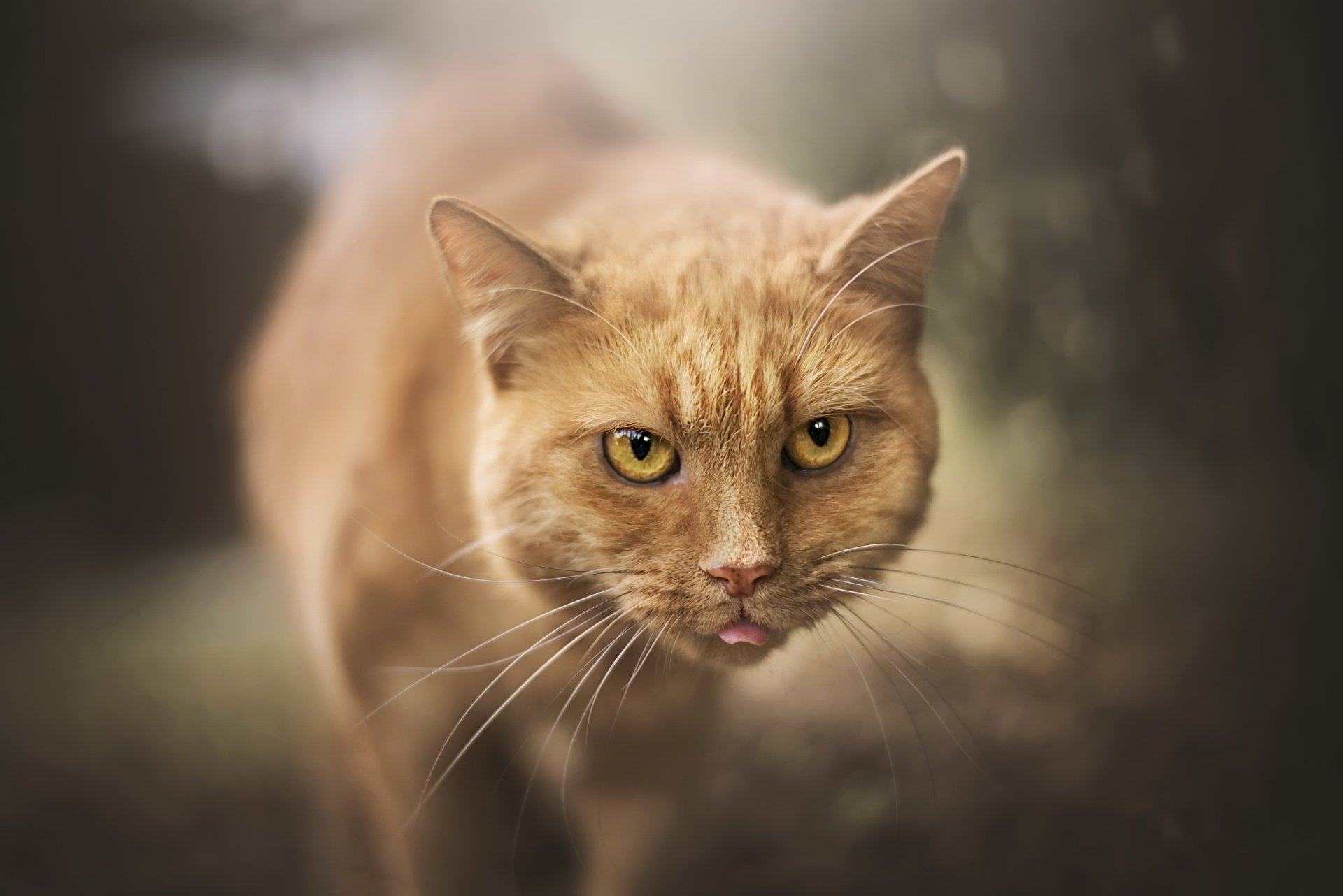 Download Stare Animal Cat HD Wallpaper
