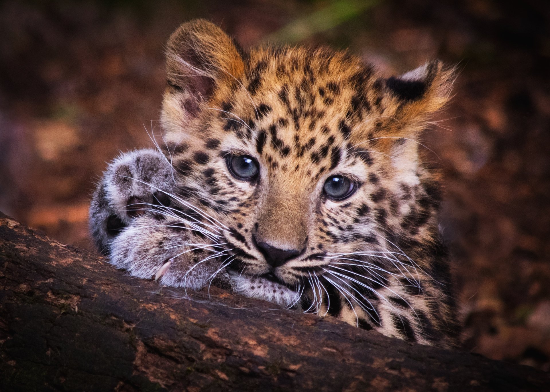 Download Cub Baby Animal Animal Leopard HD Wallpaper