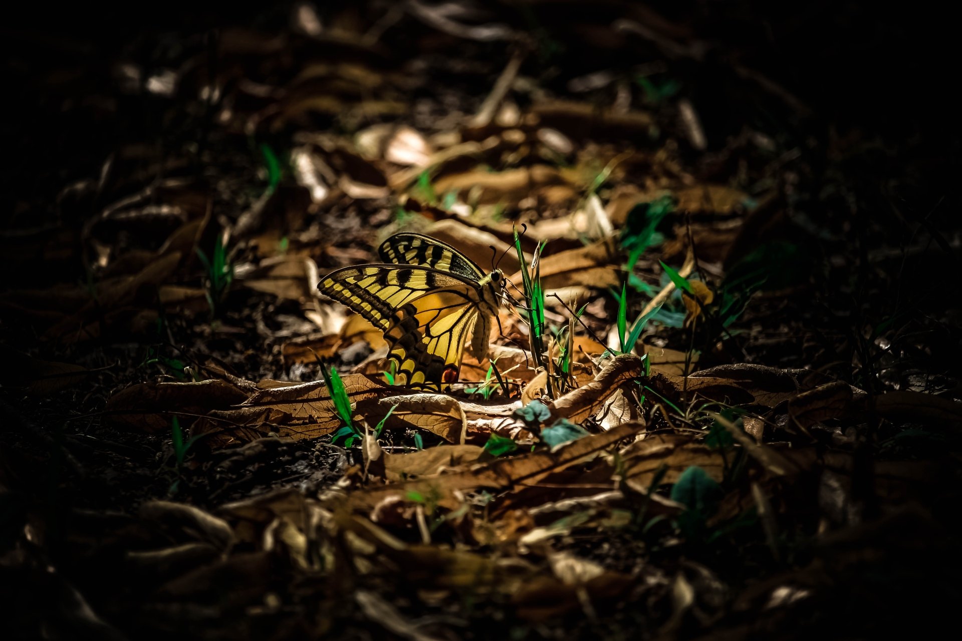 Download Macro Insect Animal Butterfly 4k Ultra HD Wallpaper