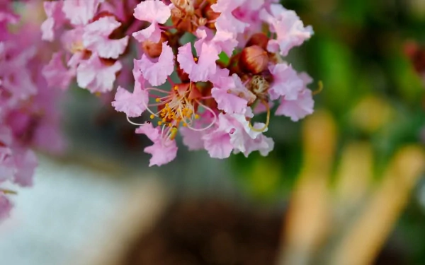 wallpares the trock full hd 4k Desktop Wallpapers, Phone Wallpaper, PFP ...