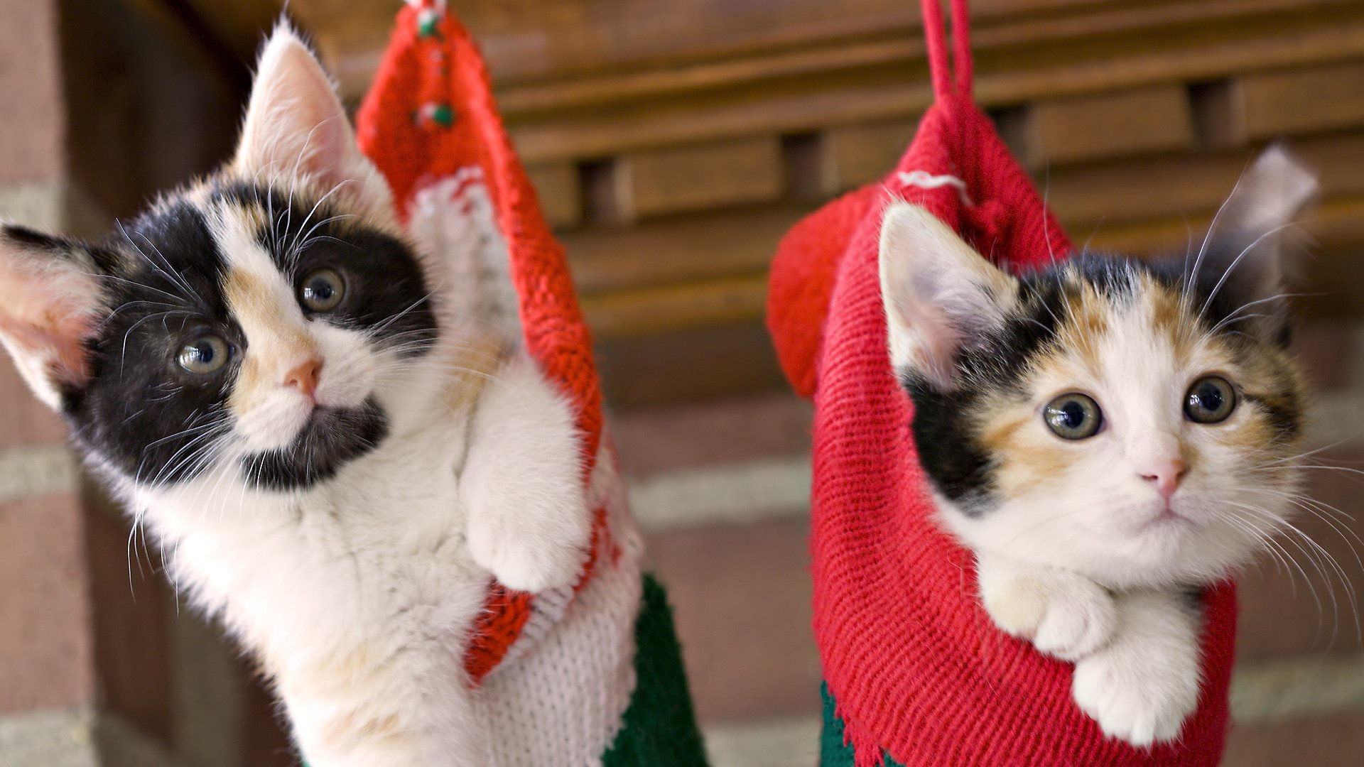 Adorable Cats in Cozy Stockings - HD Wallpaper