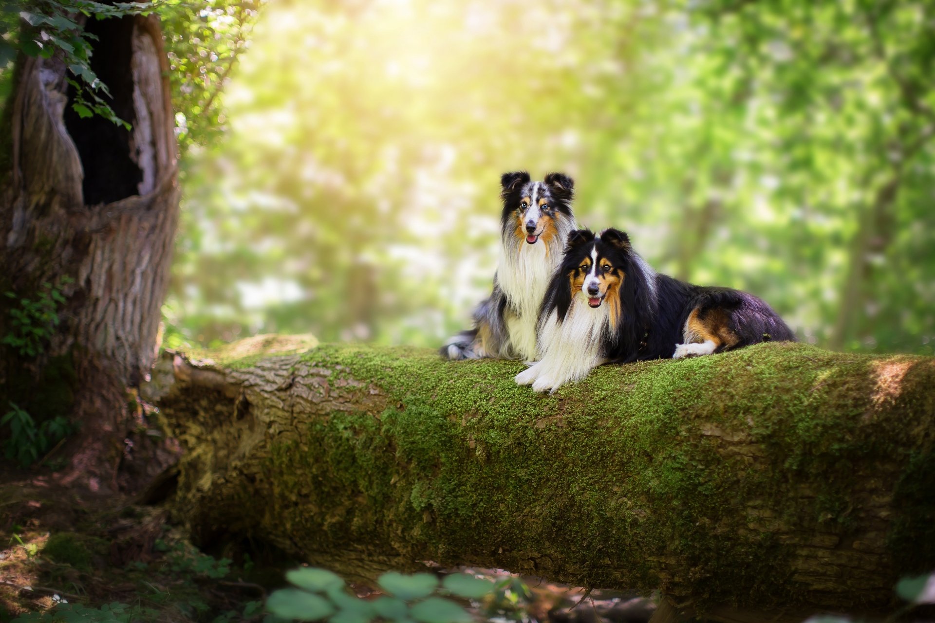 Shetland Sheepdog Pair in Sunlit Forest — 2K Quad HD Wallpaper ...