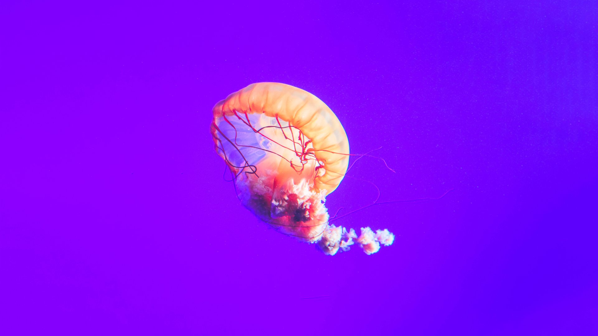 Download Animal Jellyfish 8k Ultra HD Wallpaper by Luke Chesser