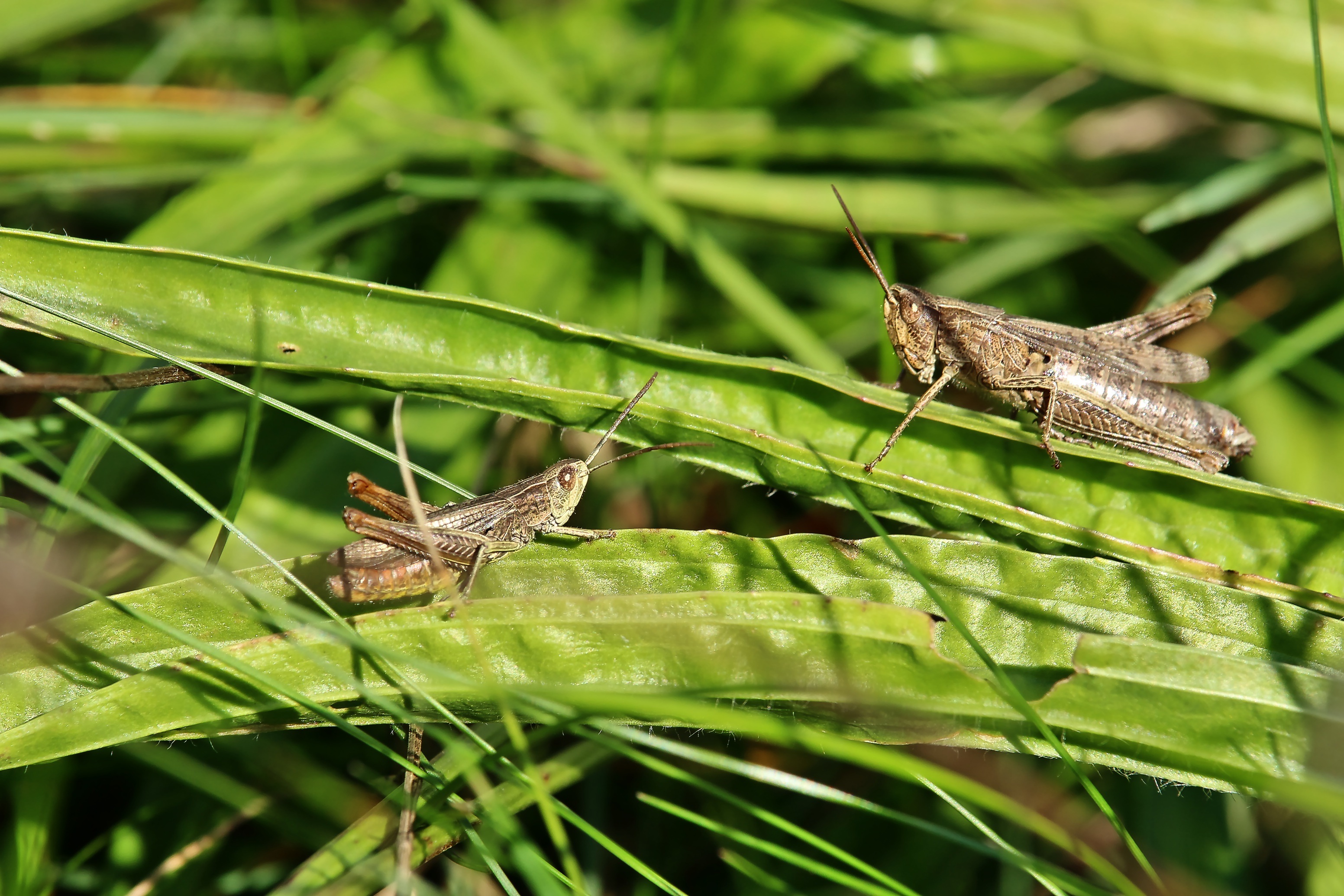 Download Macro Insect Animal Grasshopper HD Wallpaper
