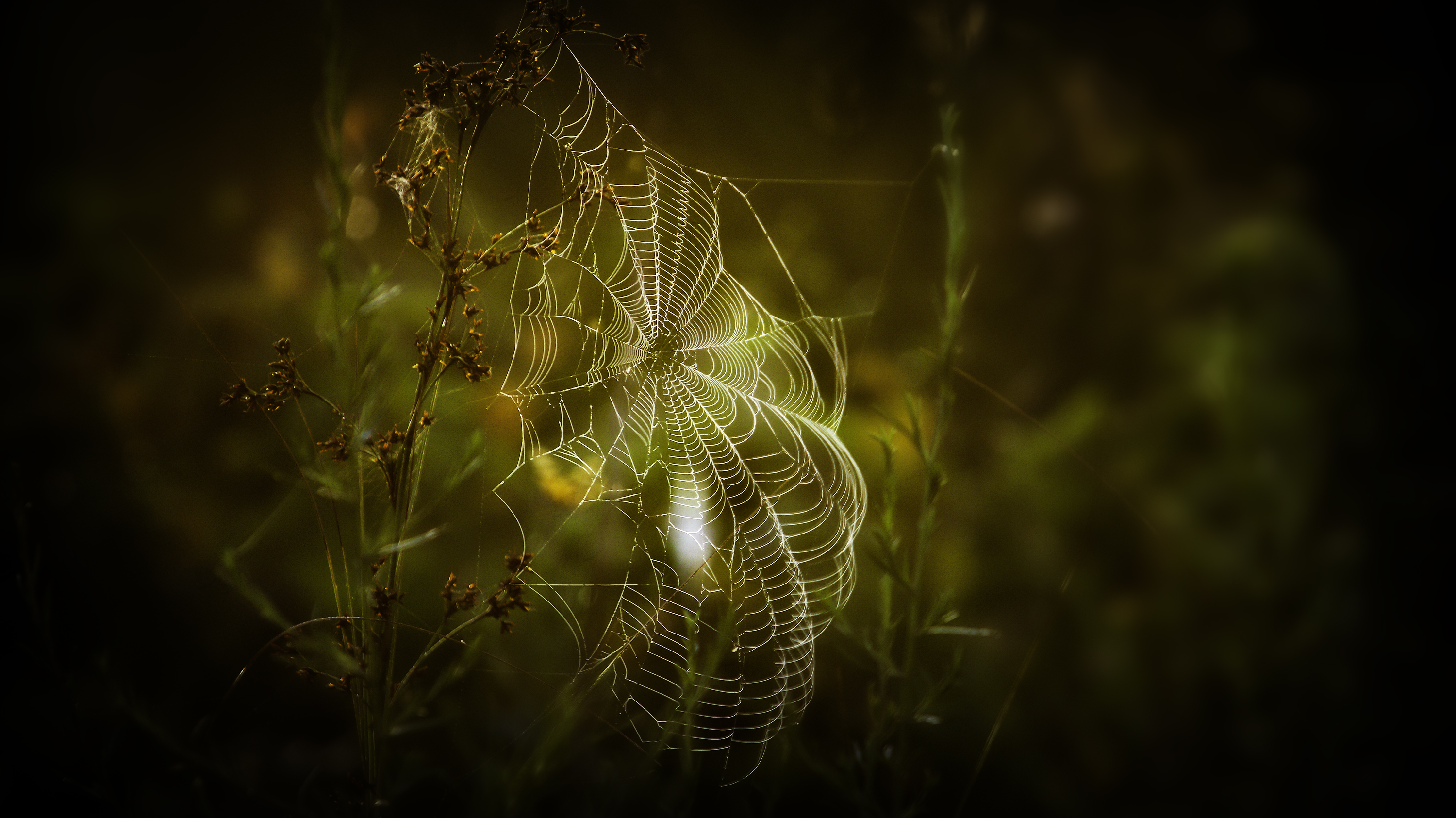 Download Photography Spider Web HD Wallpaper