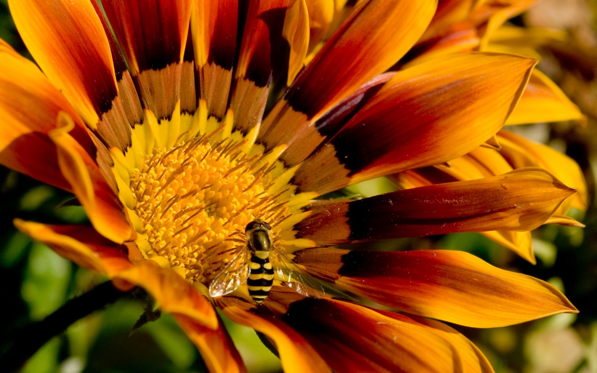 Vibrant Nature Bloom: HD Floral Majesty | 1920x1200 | Wallpaper Abyss