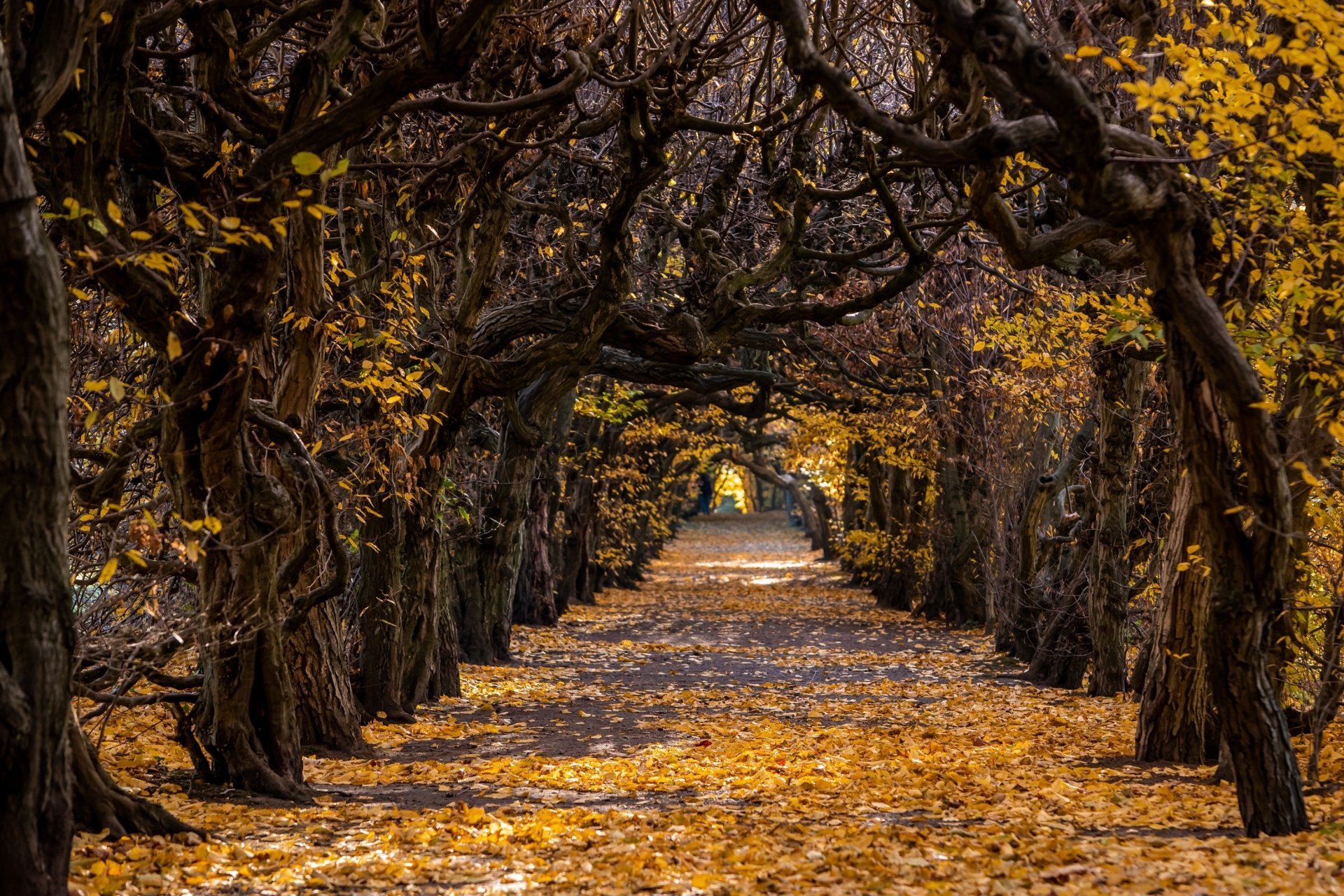 Download Tree-lined Fall Nature Path HD Wallpaper