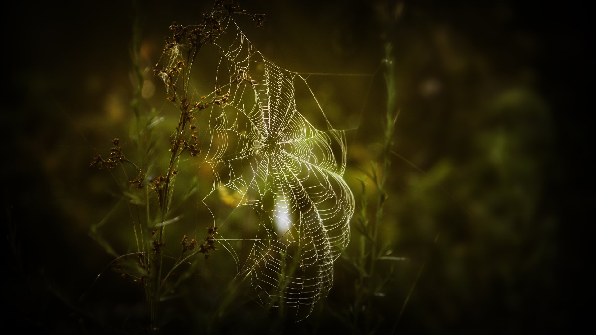 Download Photography Spider Web HD Wallpaper