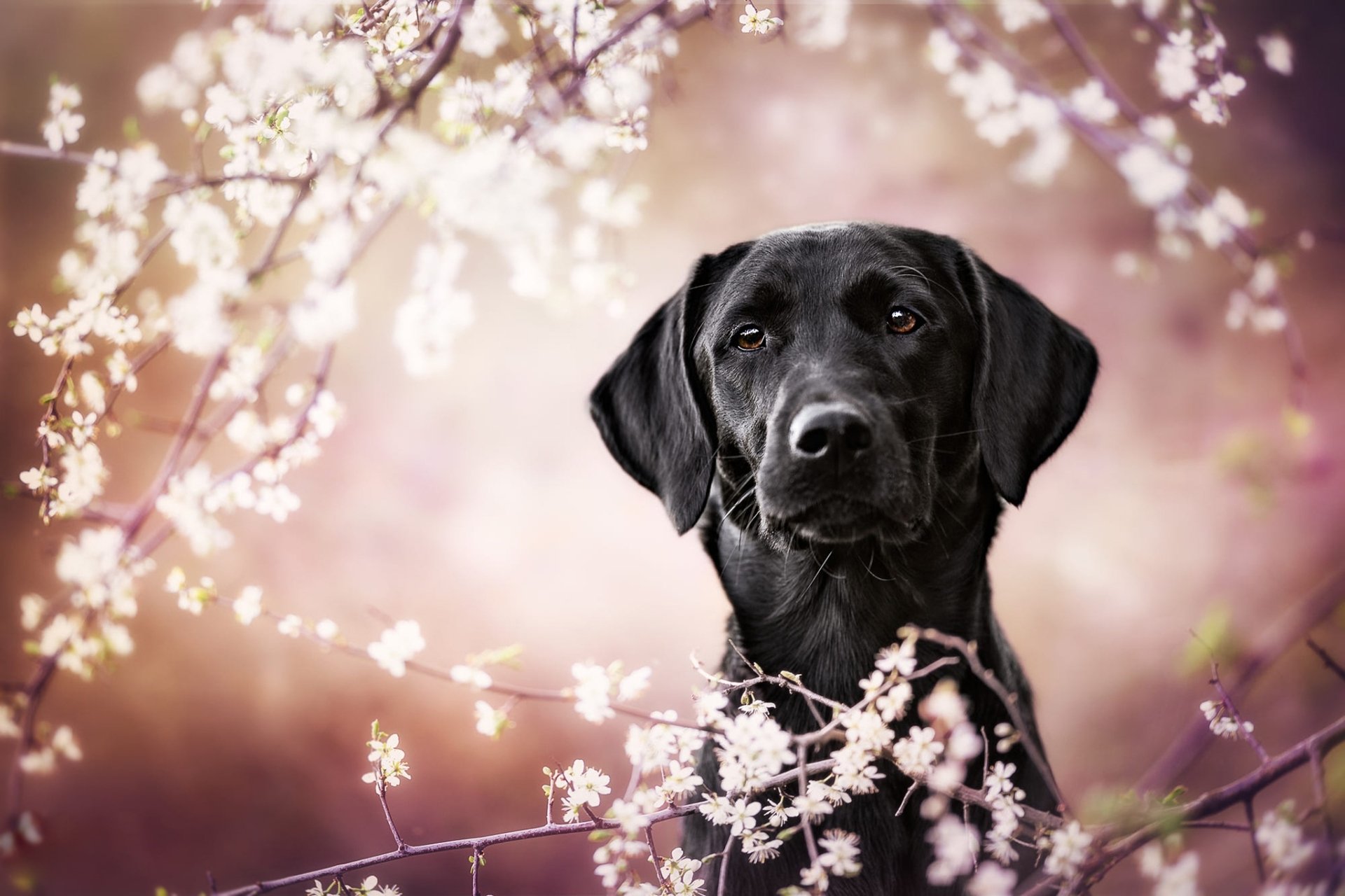 Download Dog Animal Labrador Retriever HD Wallpaper by Stefano Calderan ...