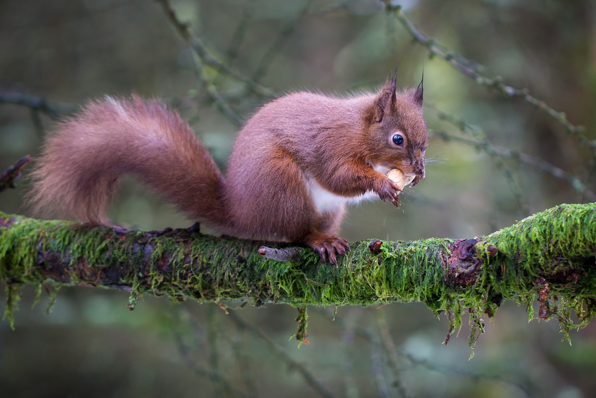 Red Squirrel Hd Wallpapers