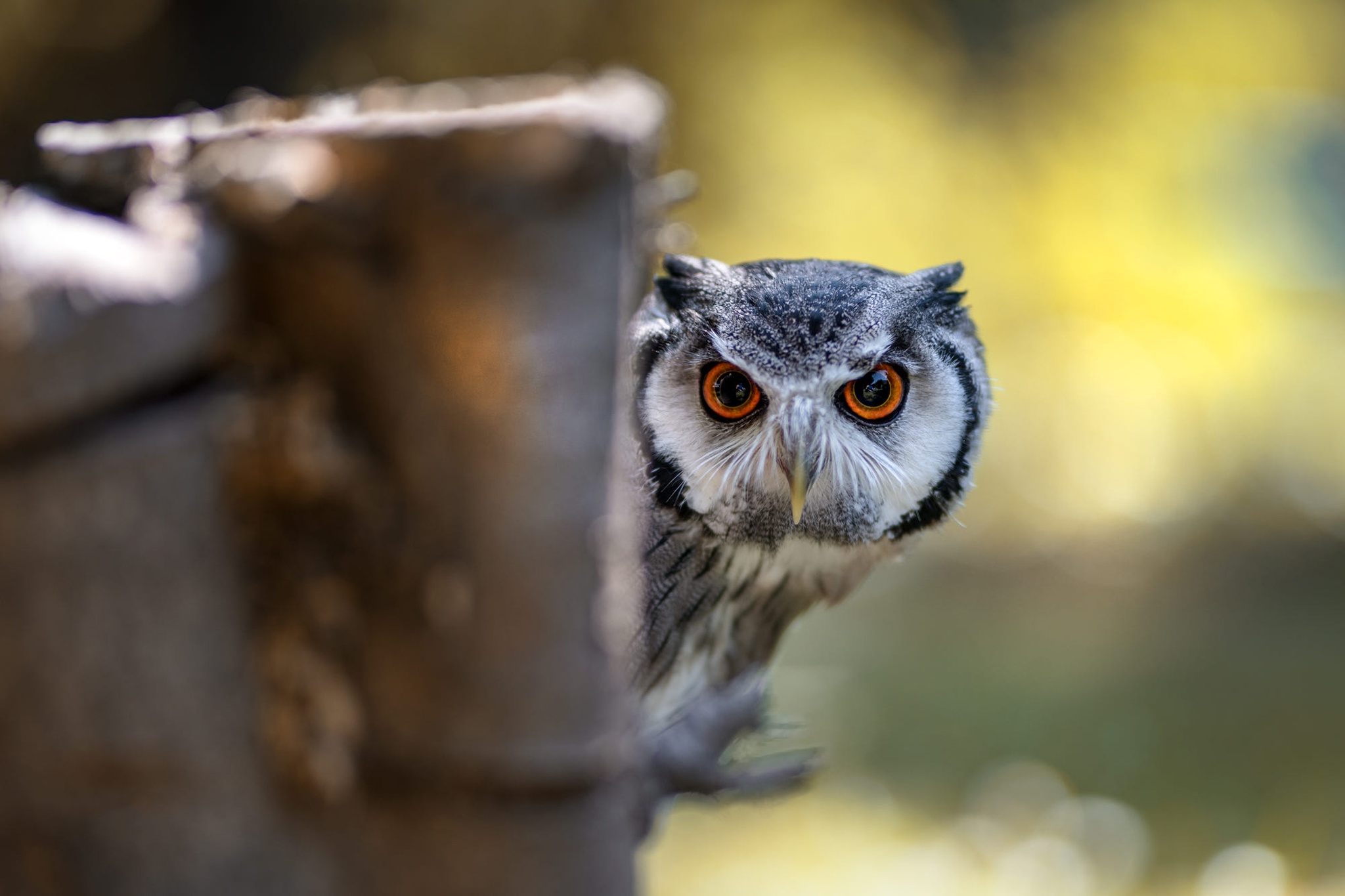 Animal Owl HD Wallpaper