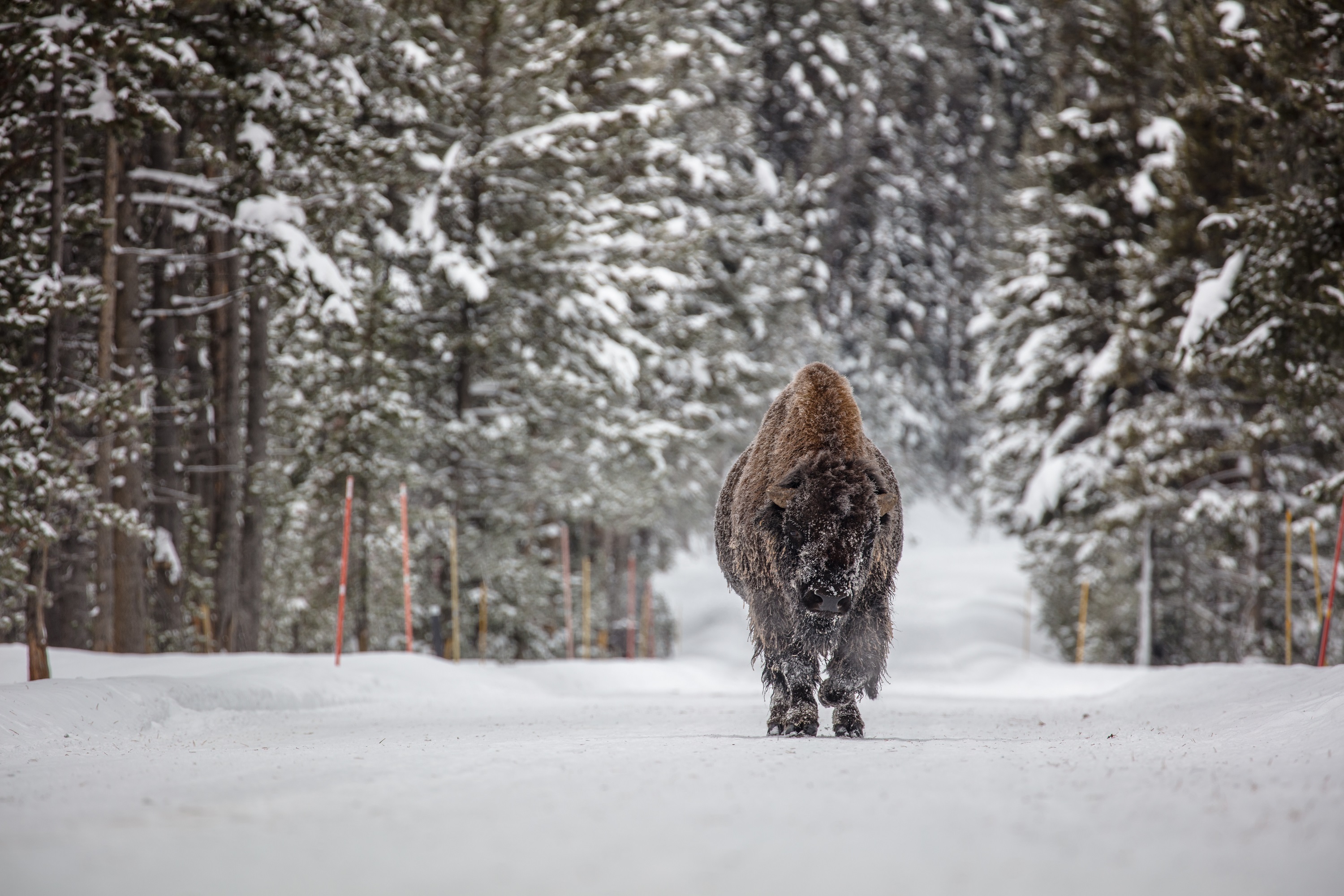 Download Snow Winter Animal American Bison HD Wallpaper