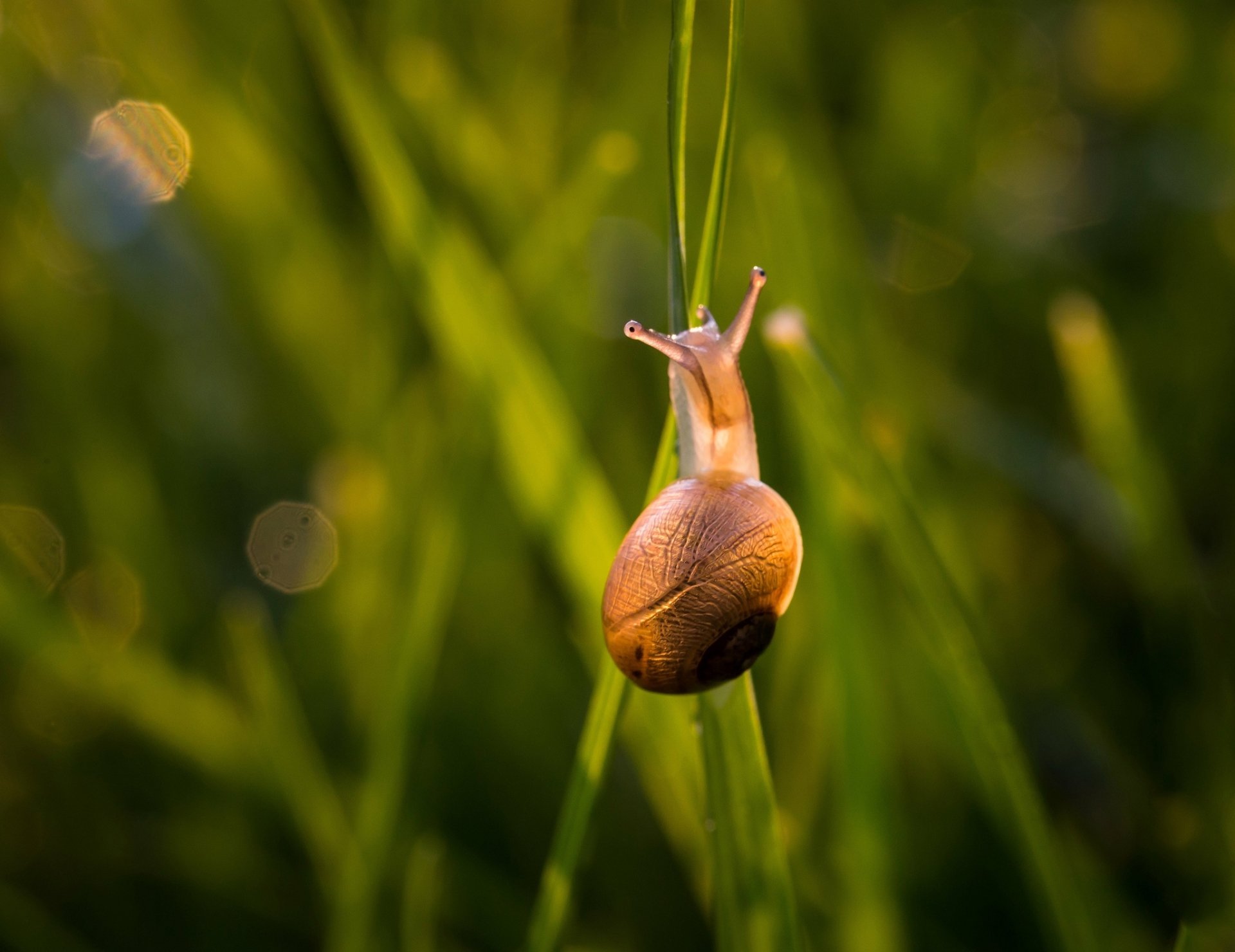 Download Macro Animal Snail HD Wallpaper