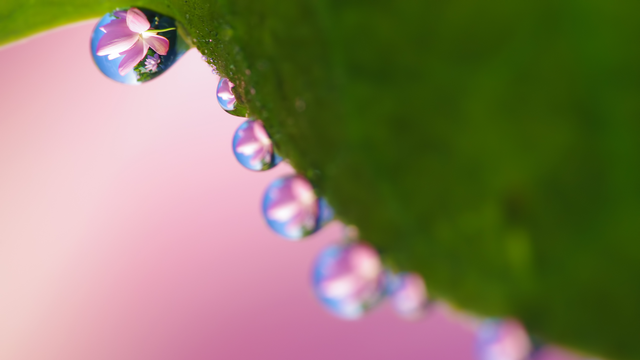Download Reflection Pink Flower Macro Nature Water Drop HD Wallpaper