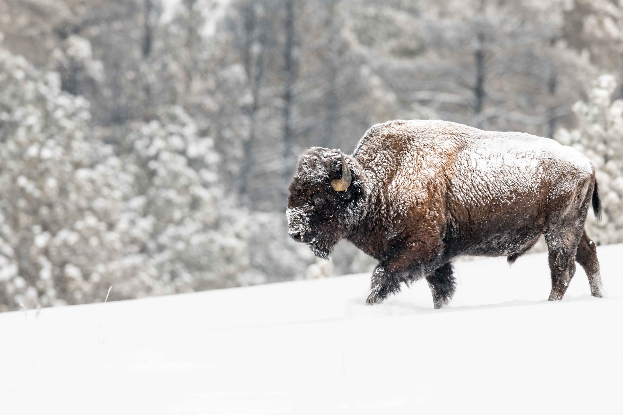 American Bison HD Wallpaper