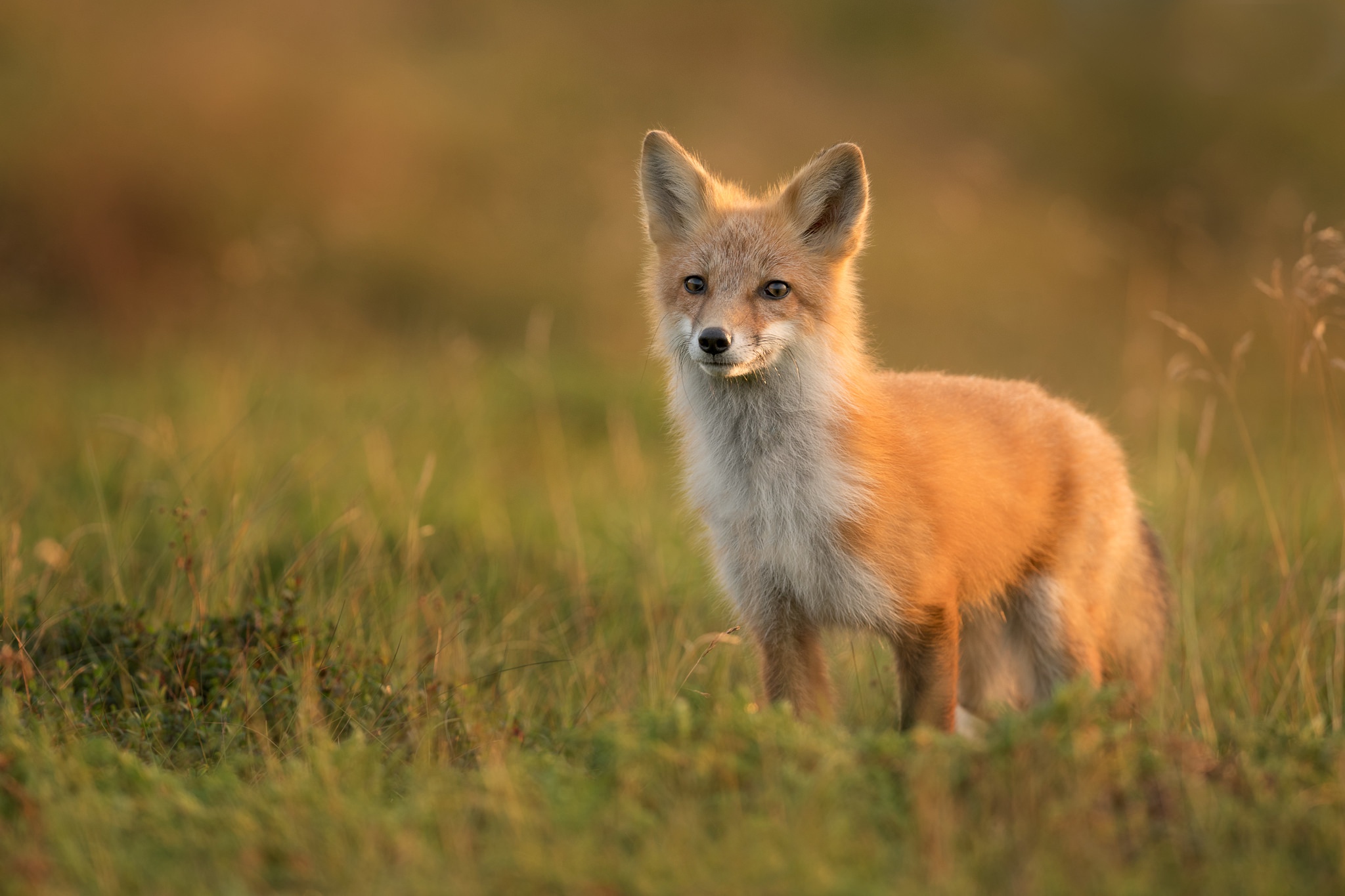 Download Animal Fox HD Wallpaper