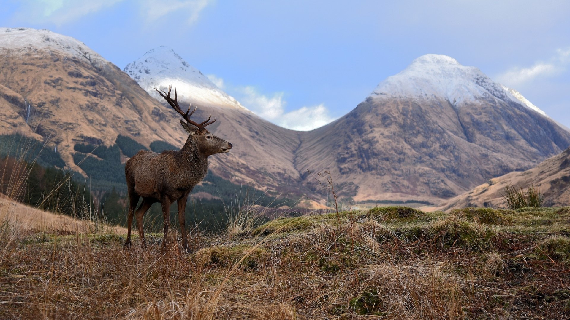 Download Mountain Animal Deer HD Wallpaper