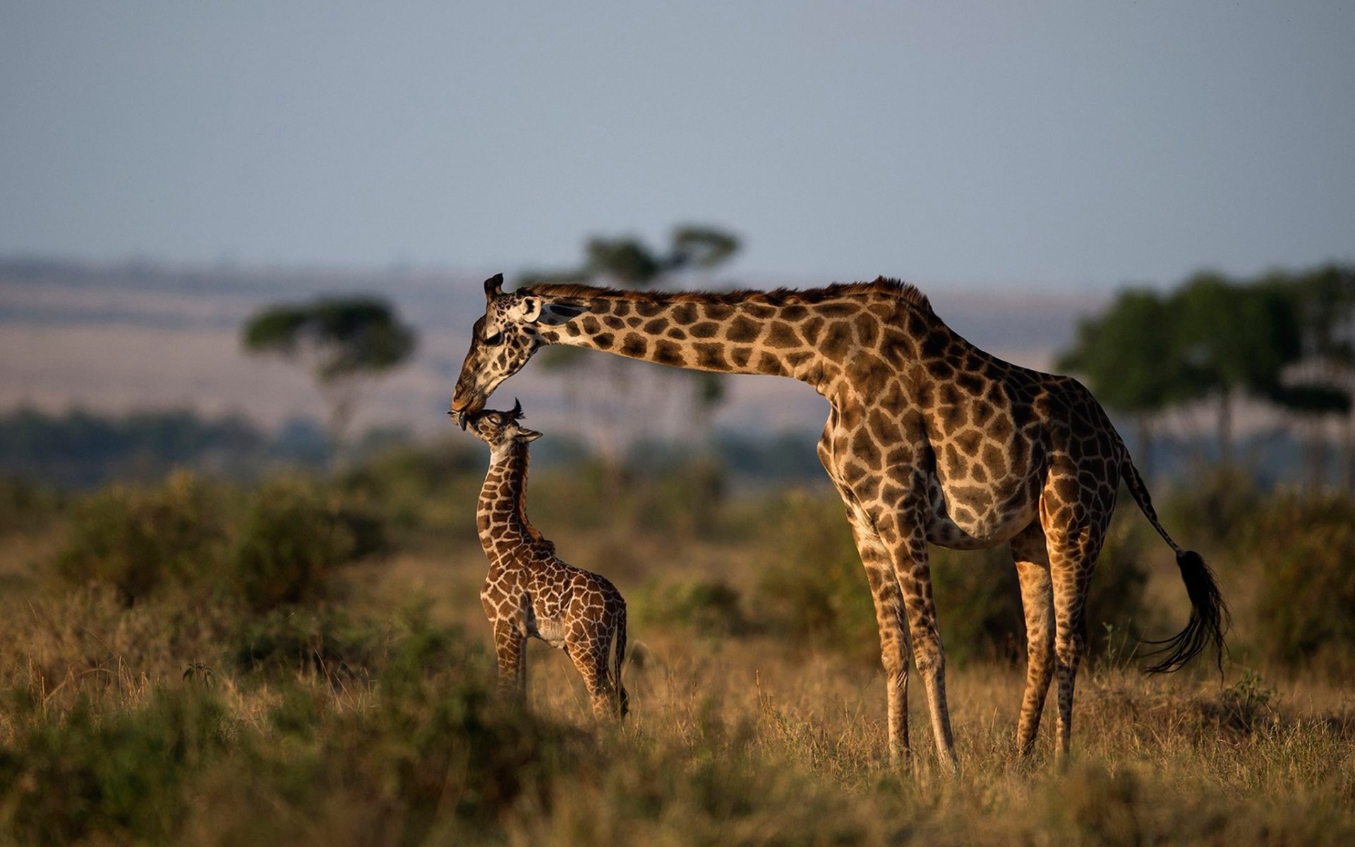 Heartwarming HD! Giraffe Love in Depth of Field Focus