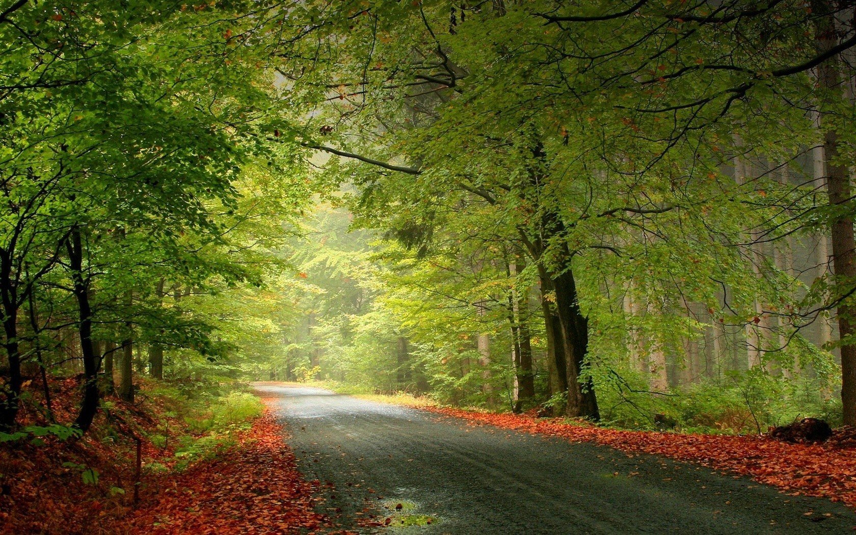 Serene Man-Made Road Through Lush Forest – HD Nature Wallpaper ...