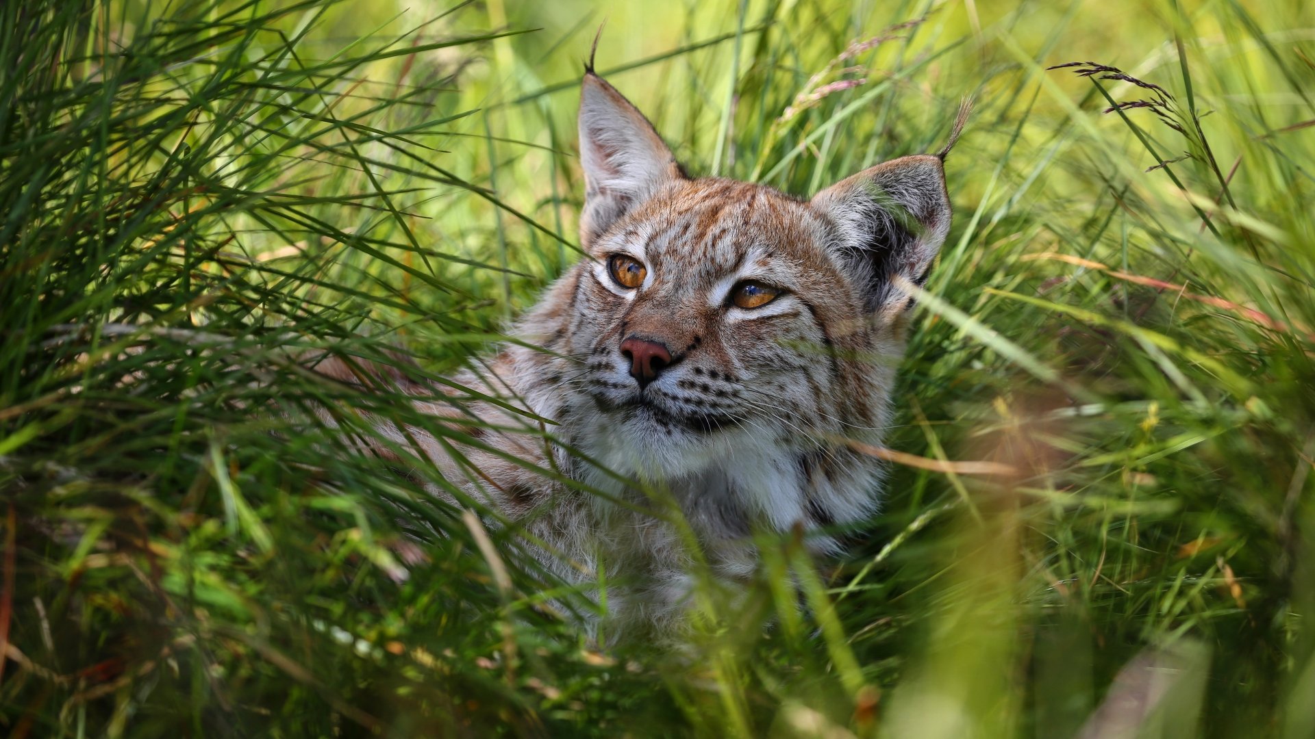 Download Animal Lynx 4k Ultra HD Wallpaper