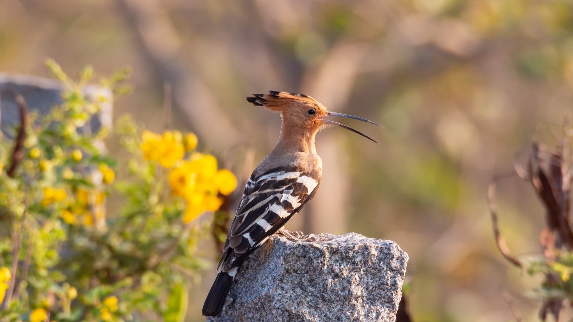 4K Ultra HD Hoopoe Bird: Vibrant Wildlife in Nature’s Splendor