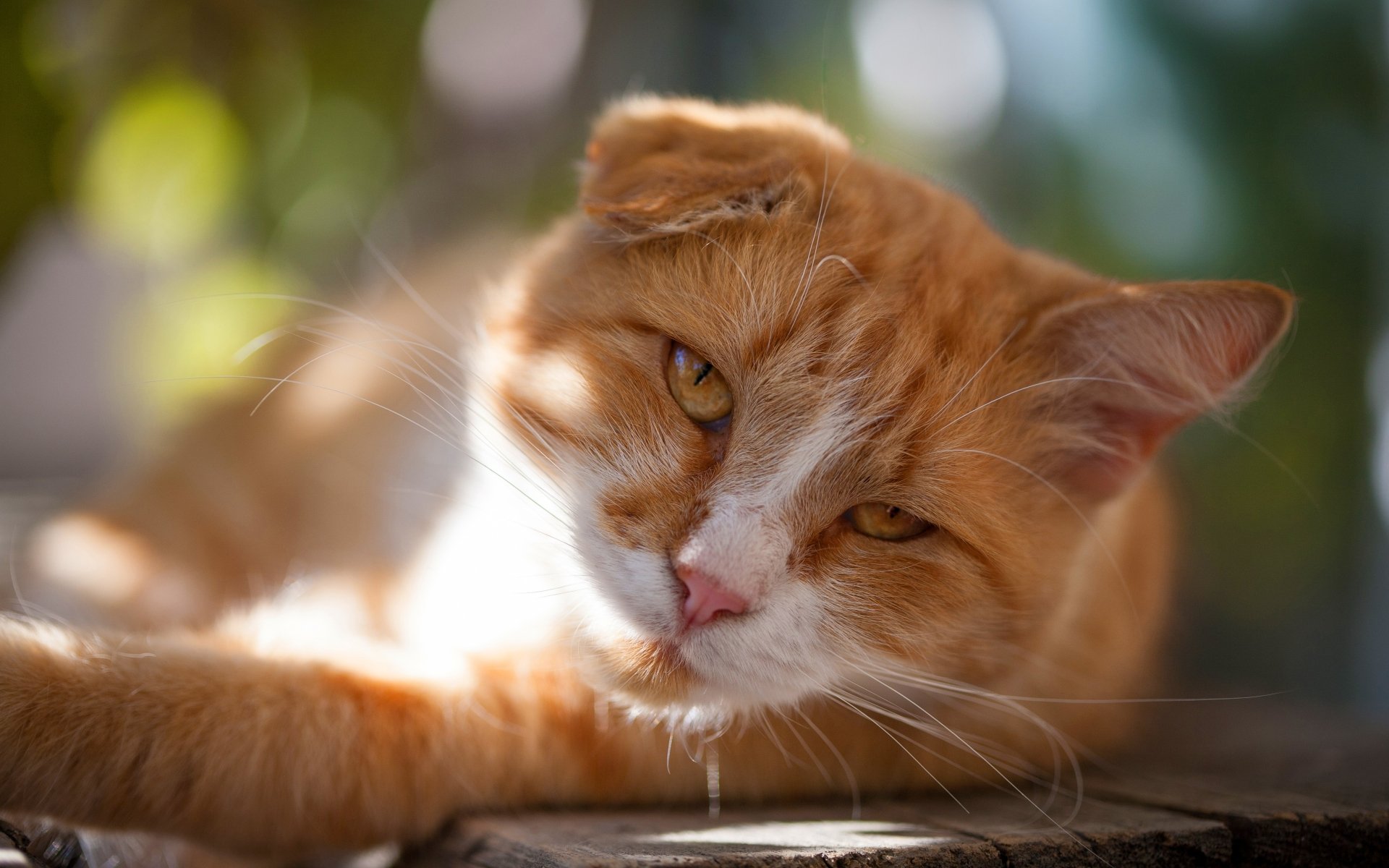 Download Animal Cat 4k Ultra HD Wallpaper | 4368x2730 | Wallpaper Abyss